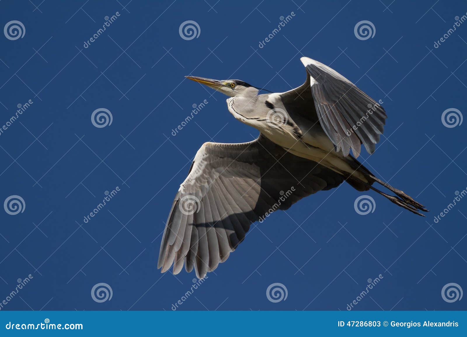Grey Heron Flying imagen de archivo. Imagen de alas, fauna - 47286803
