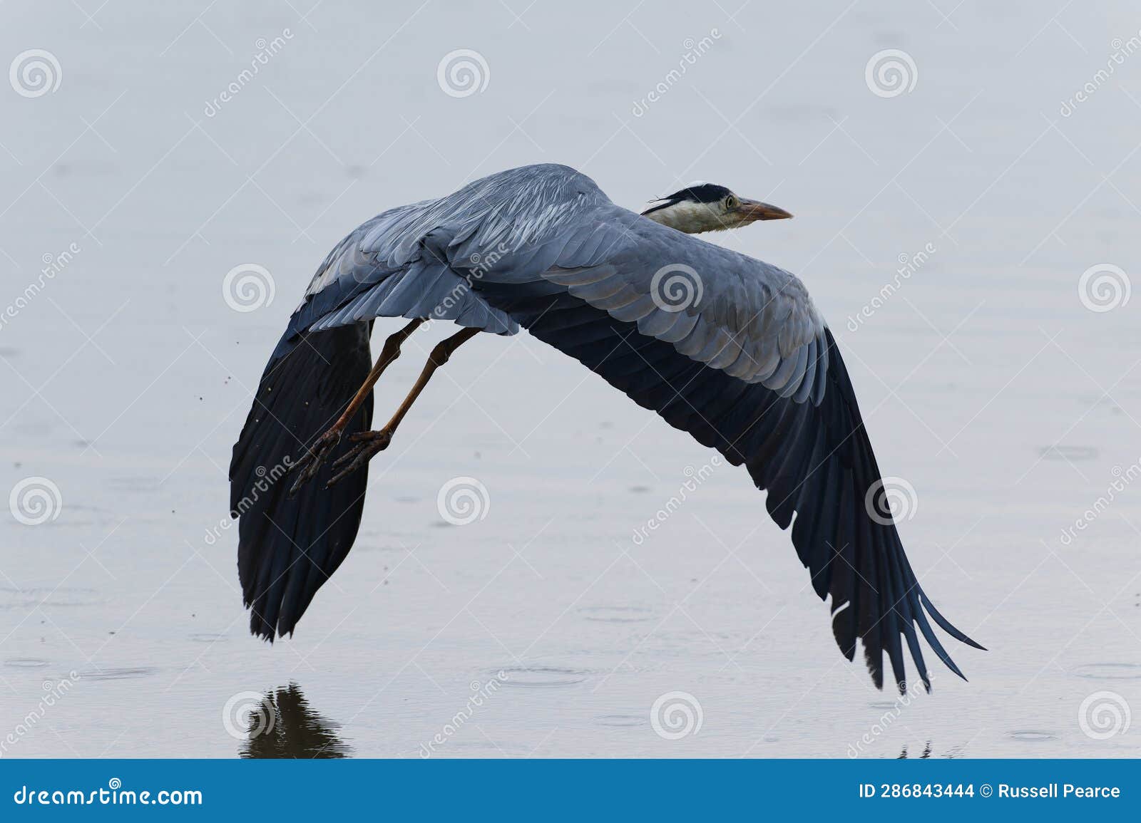 Grey Heron Flying by the Camera Stock Photo - Image of fishing, grey ...