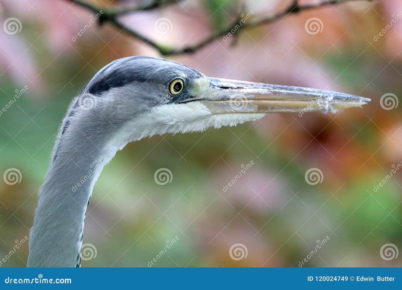 Grey Heron stock image. Image of color, ardea, wild - 120024749