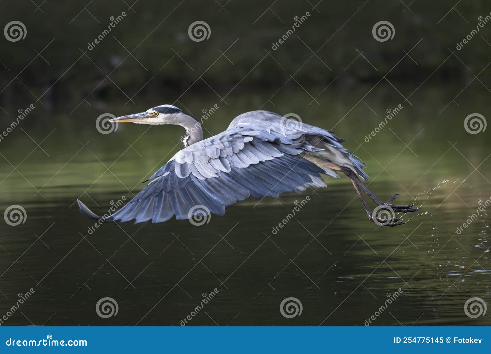 Grey heron taking off stock image. Image of great, large - 254775145
