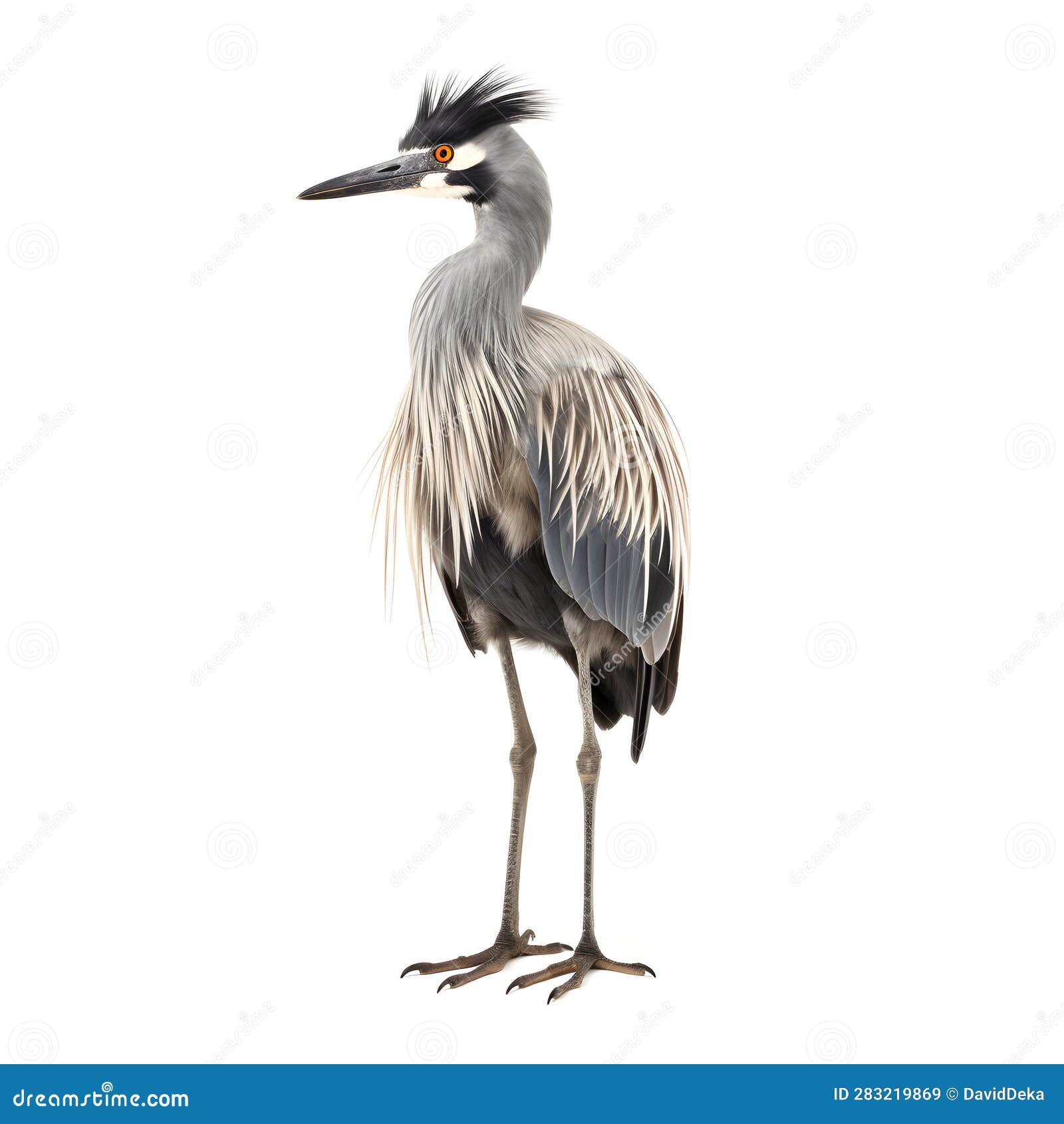 Grey Heron Isolated on White Background - 3D Illustration Stock ...