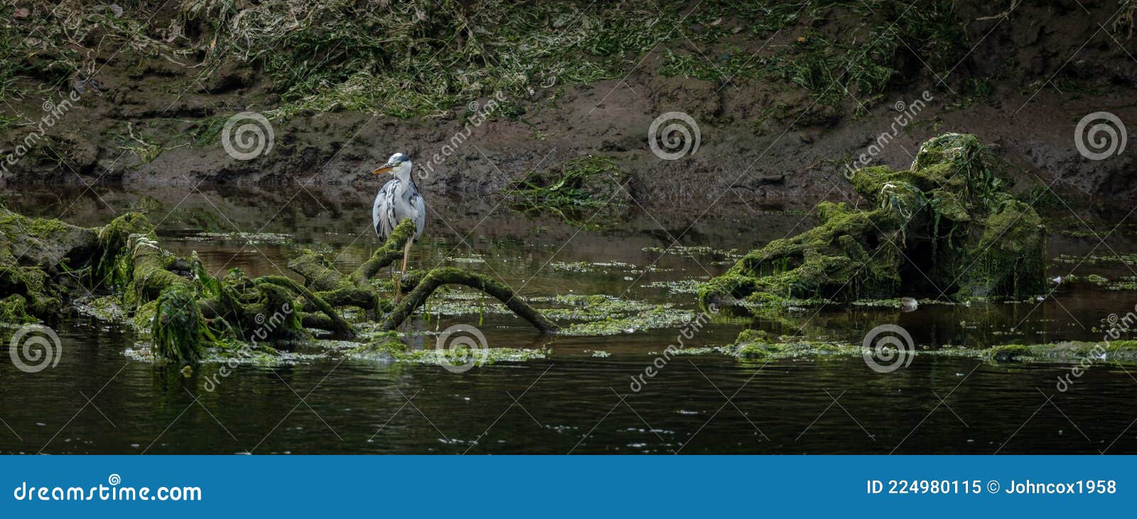 A Grey Herron at a Riverside. Stock Image - Image of fish, wild: 224980115