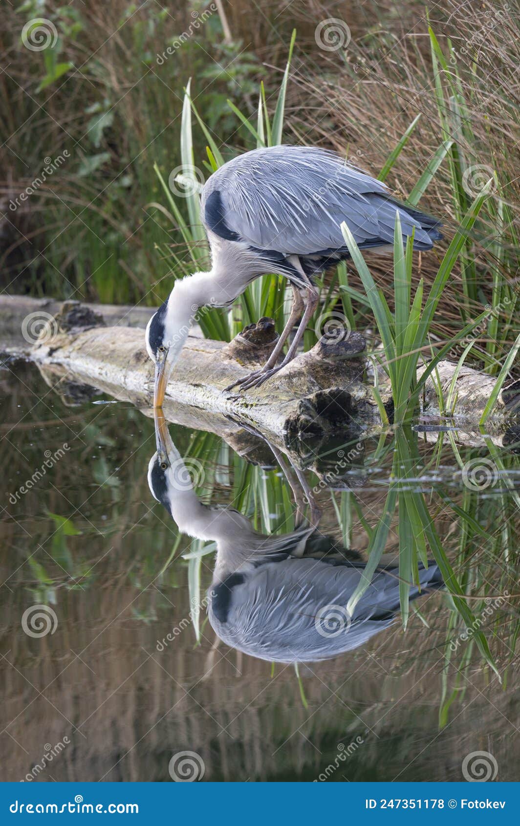 Grey Heron Looking at Reflection Stock Photo - Image of heron, closeup ...