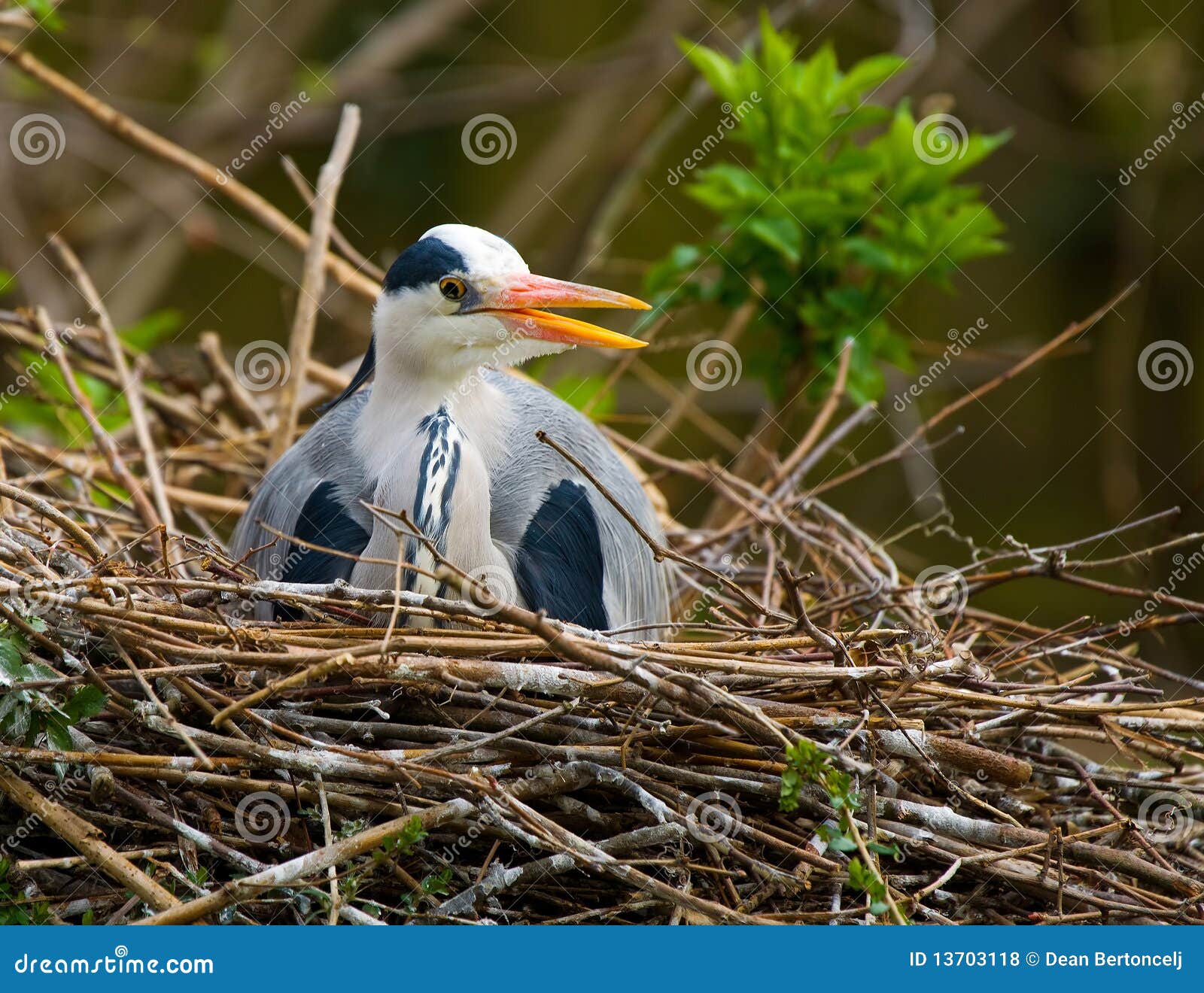 Grey heron nesting stock photo. Image of sitting, wild - 13703118
