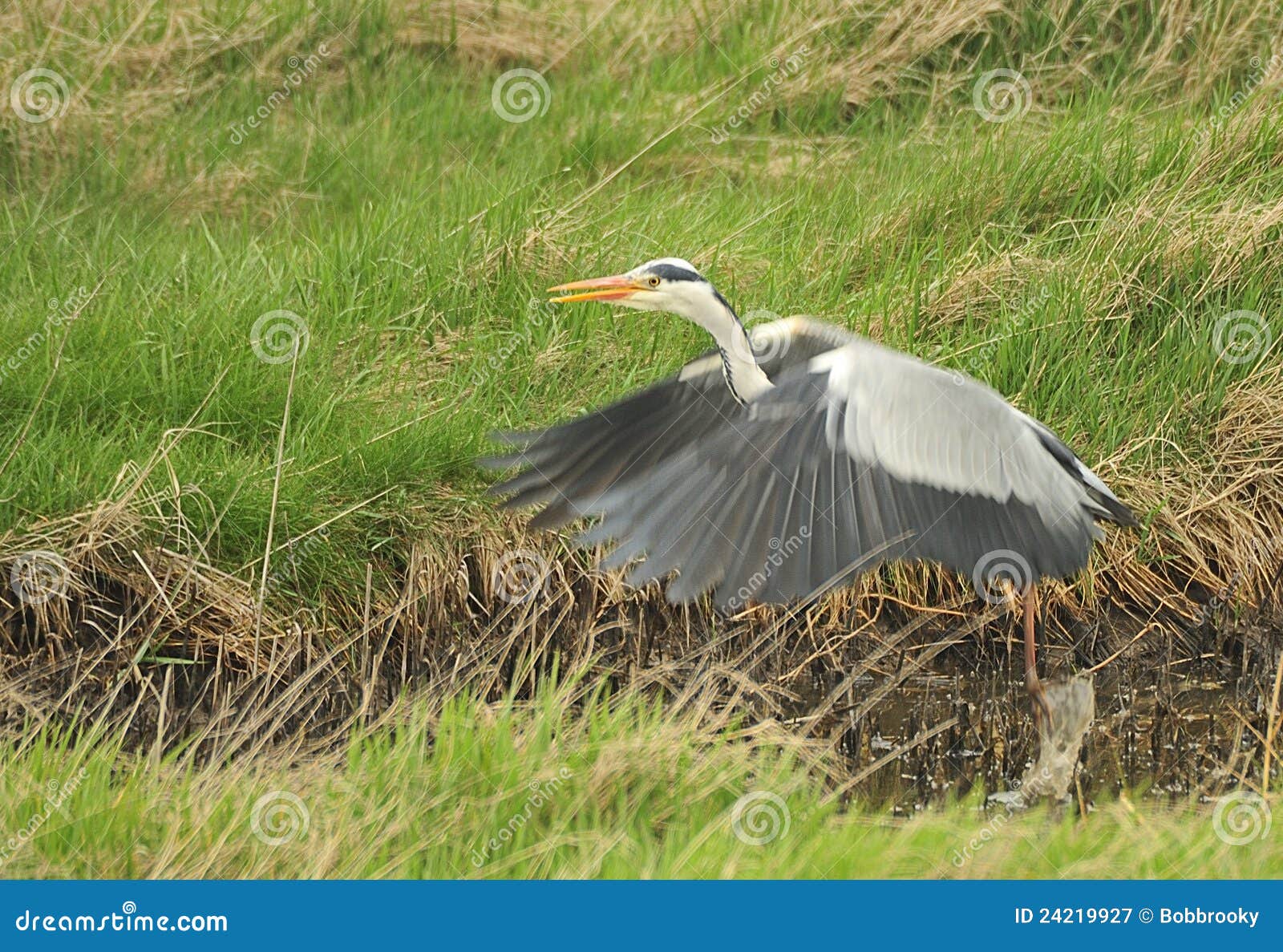 Grey Heron Take Off (Ardea Cinera) Stock Image - Image of rspb, ardea ...