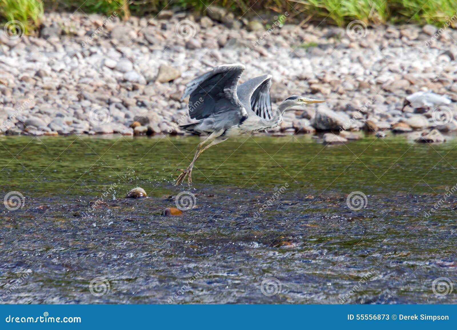Grey heron taking flight stock image. Image of flying - 55556873