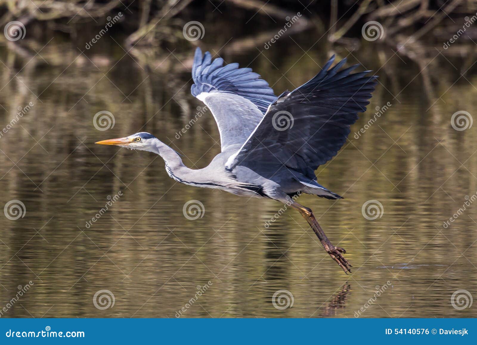 Grey Heron stock photo. Image of heron, ardea, ardeidae - 54140576