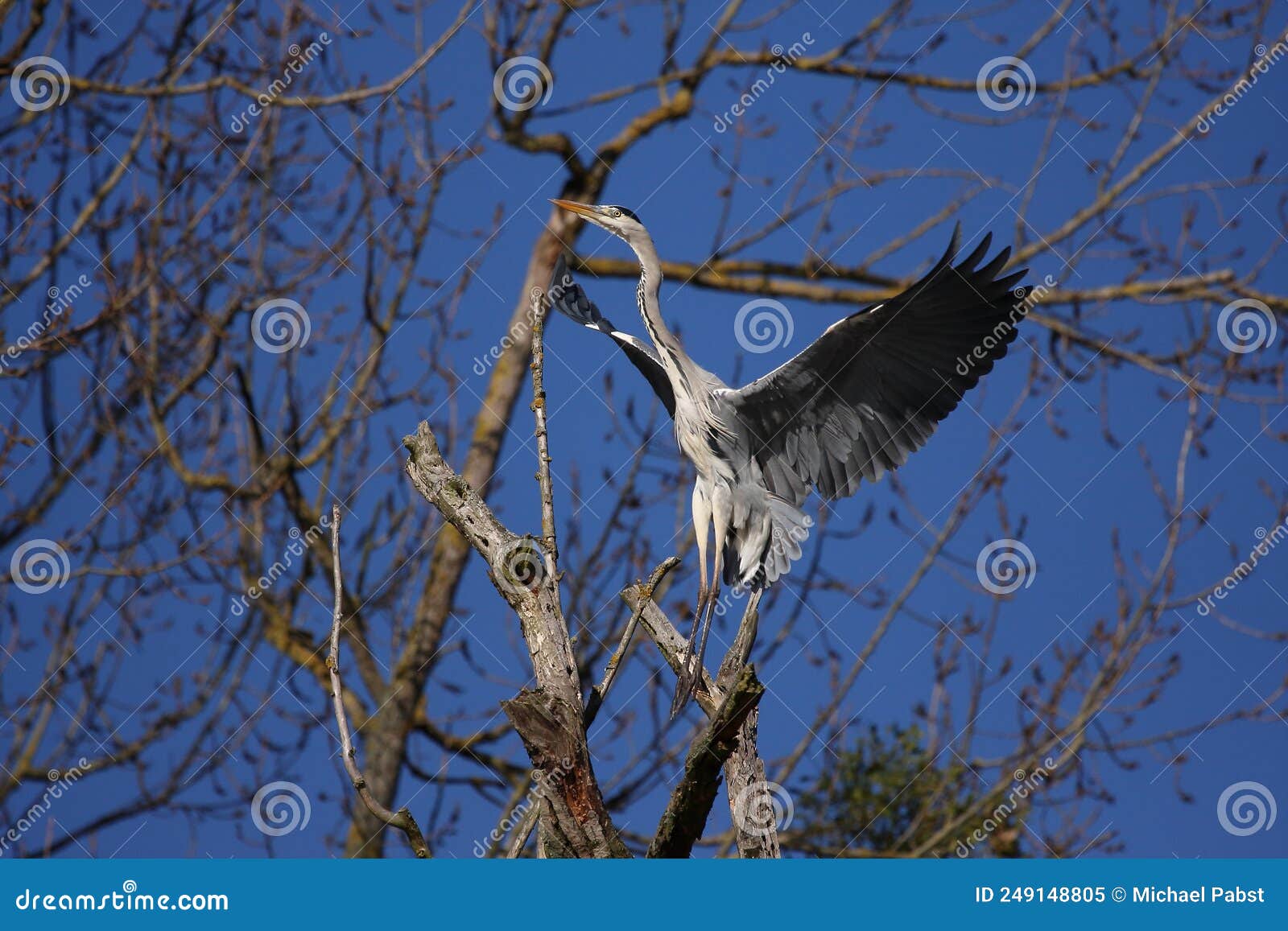 Grey Heron Taking Off a Branch of a Treer Stock Image - Image of ...