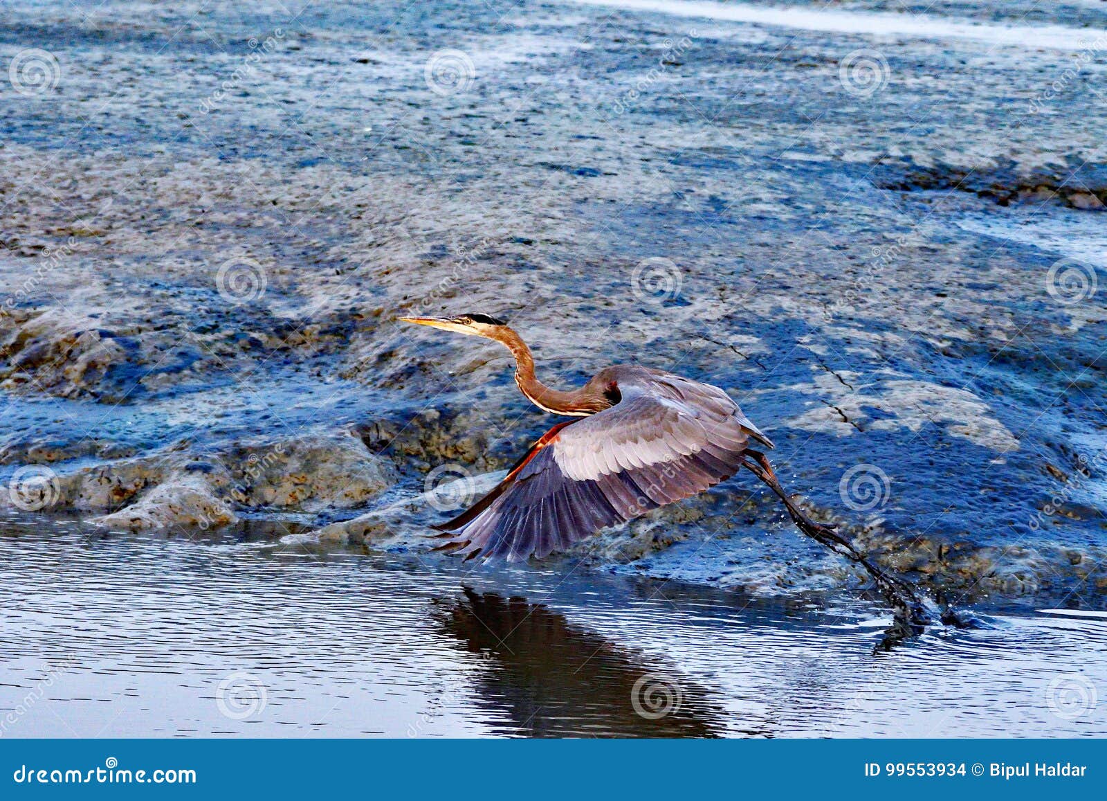 A Grey Heron Taking Off stock photo. Image of taking - 99553934