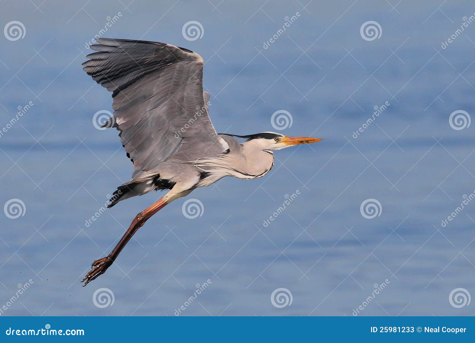Grey Heron Taking Off Over Water Stock Image - Image of heron, grey ...