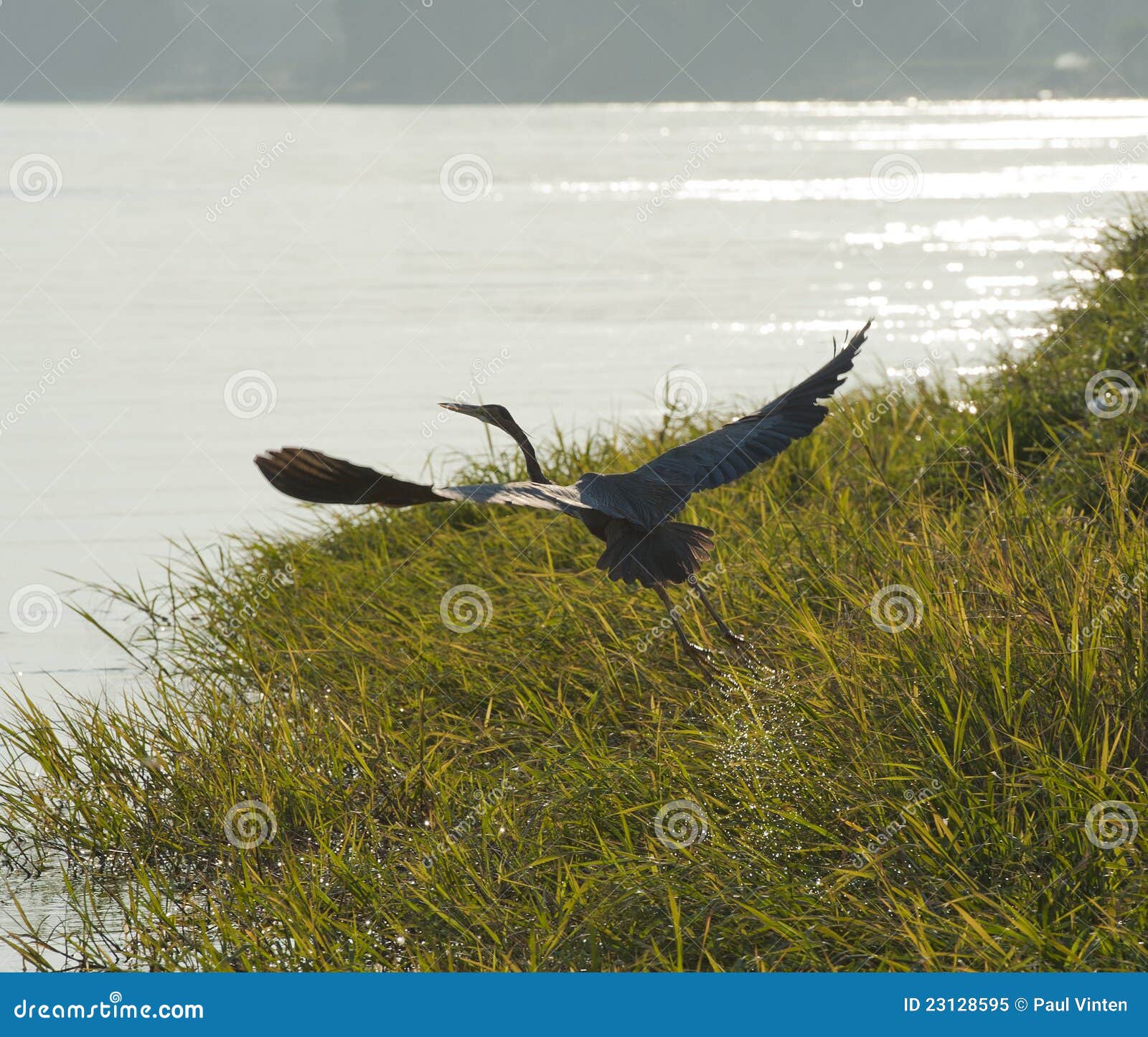 Grey Heron Taking Off from a River Bank Stock Image - Image of claw ...