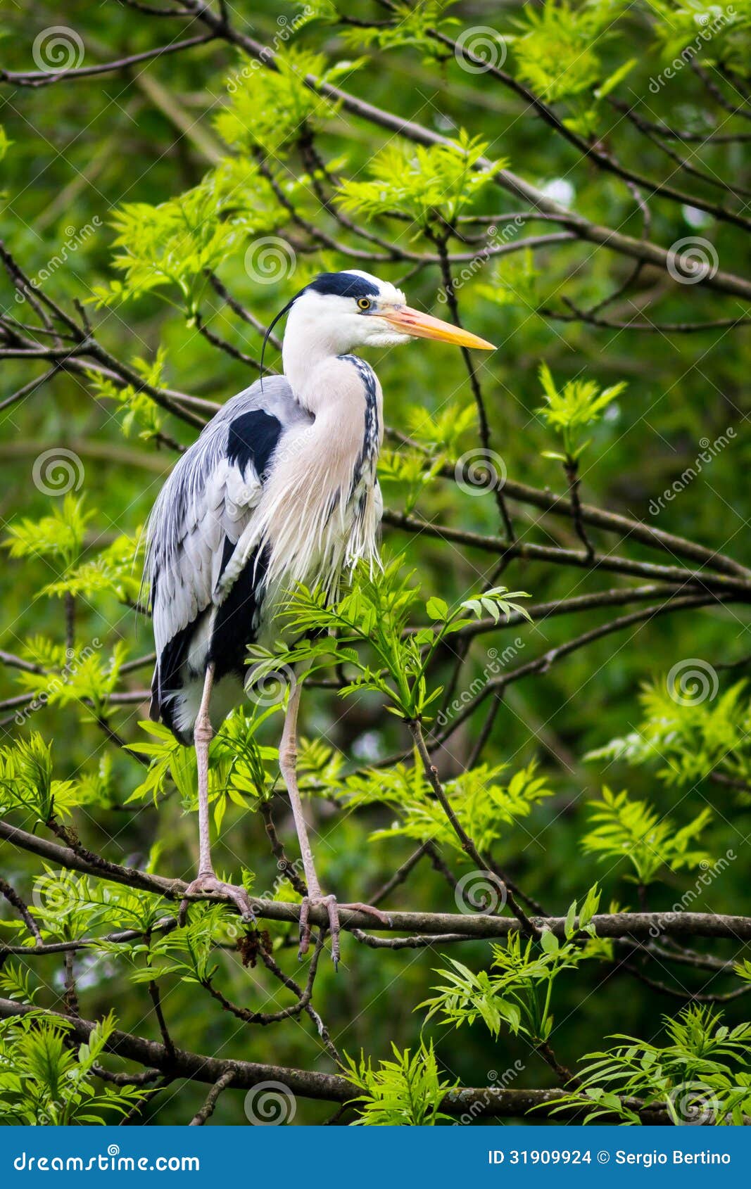 Grey heron on tree branch stock photo. Image of tree - 31909924