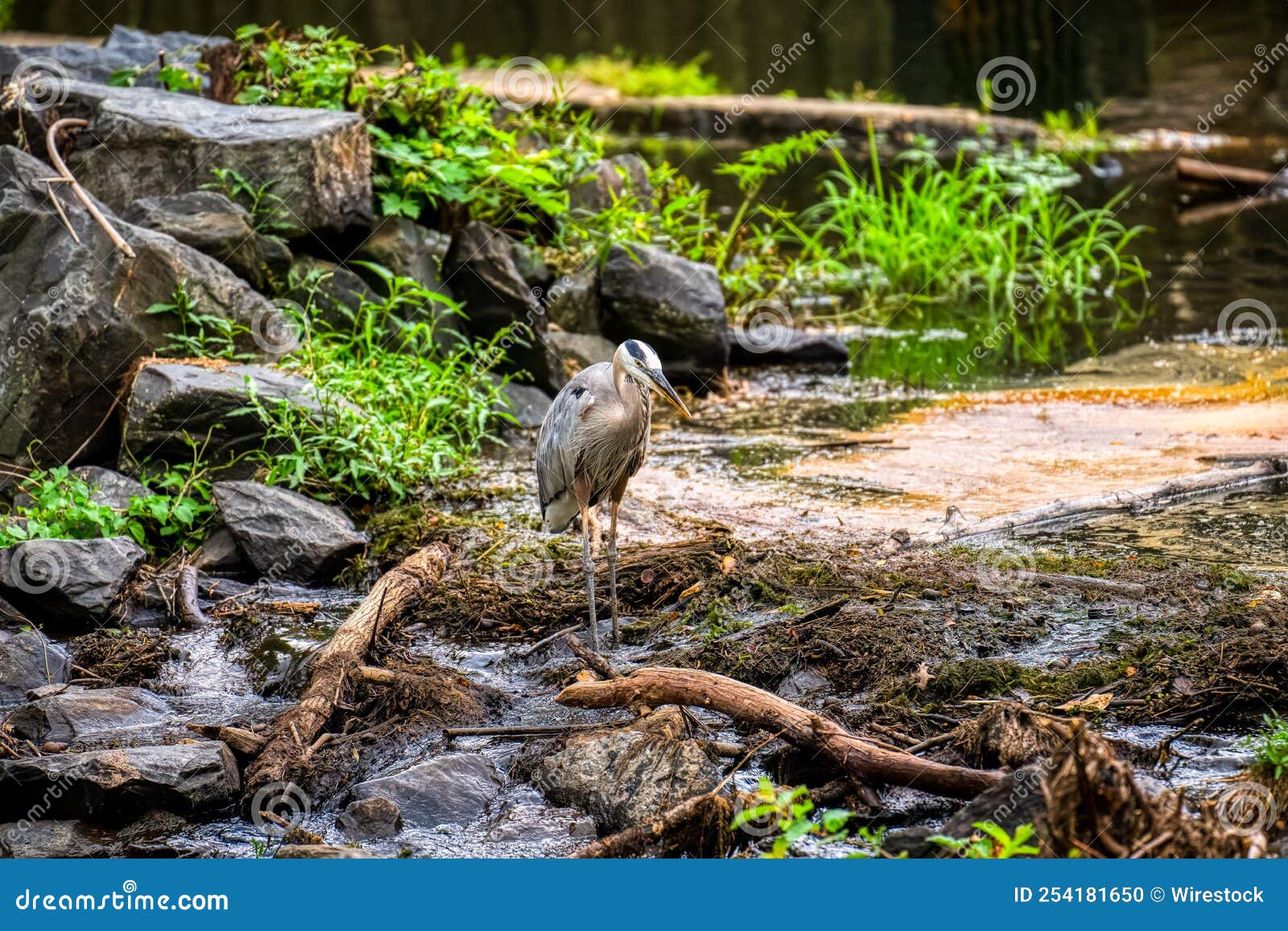 Grey Heron Walking on the Swamp Stock Photo - Image of river, park ...