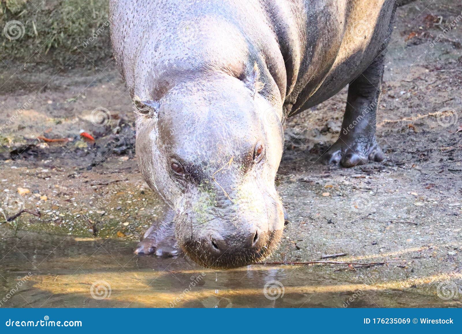Grey Hippo Drinking Water from the Lake Stock Image - Image of elephant ...