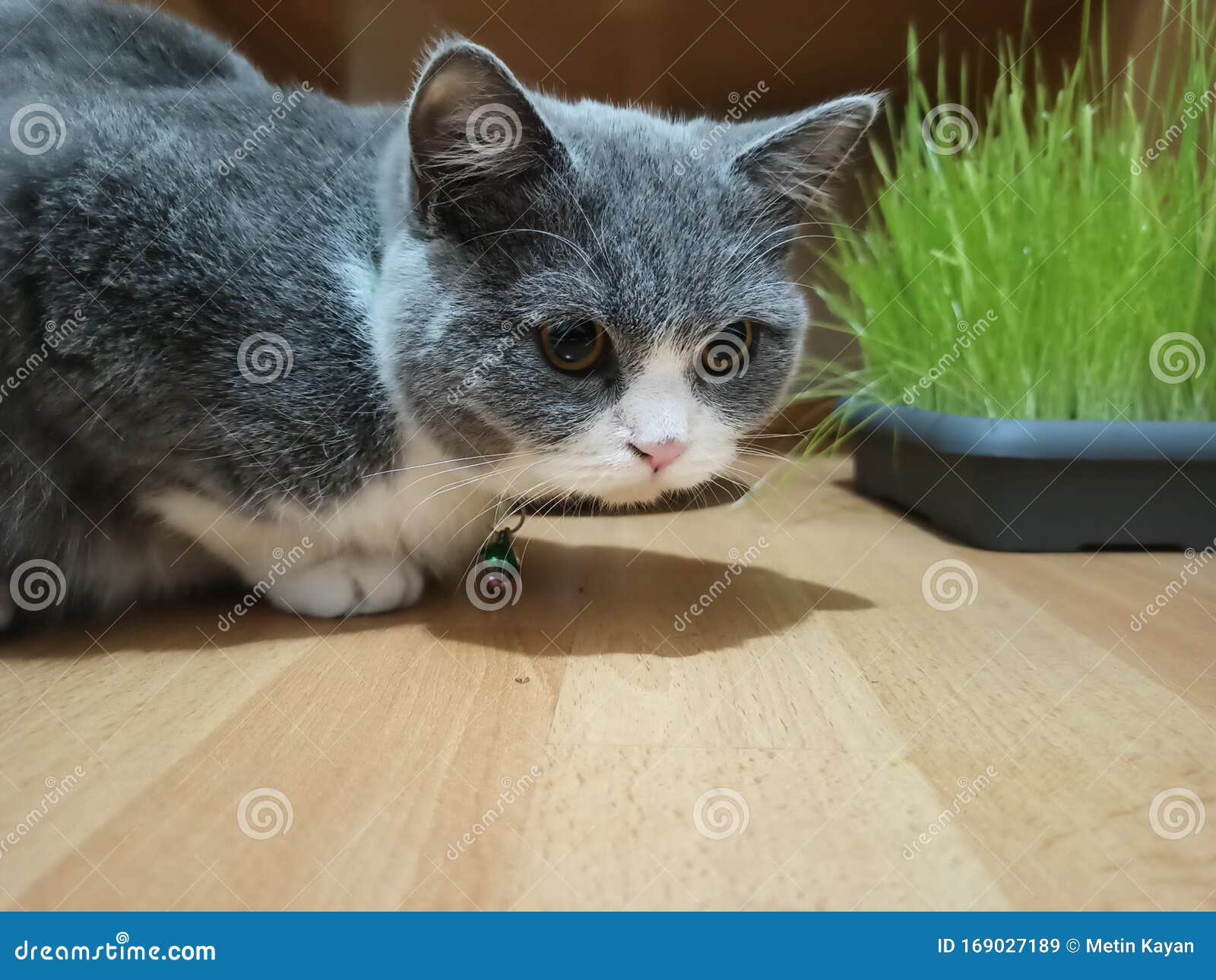Grey home cats stock image. Image of catpet, catphotos - 169027189