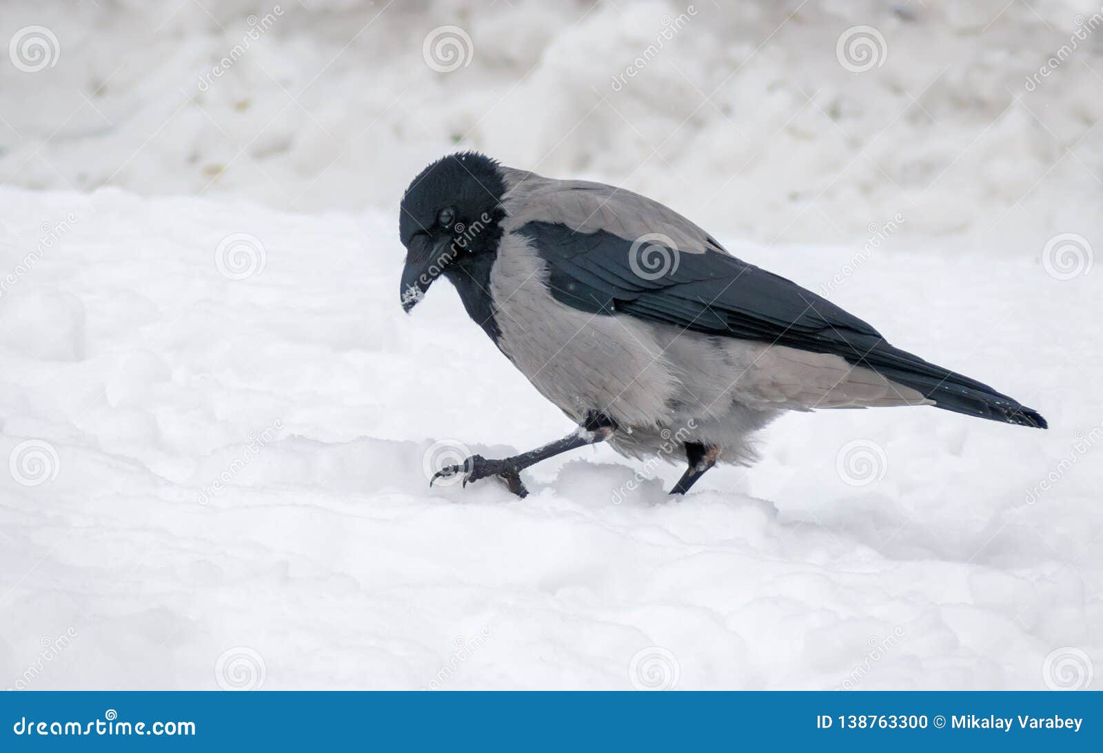 Grey Hooded Crow Sits on Hard Snow in Winter Stock Photo - Image of ...