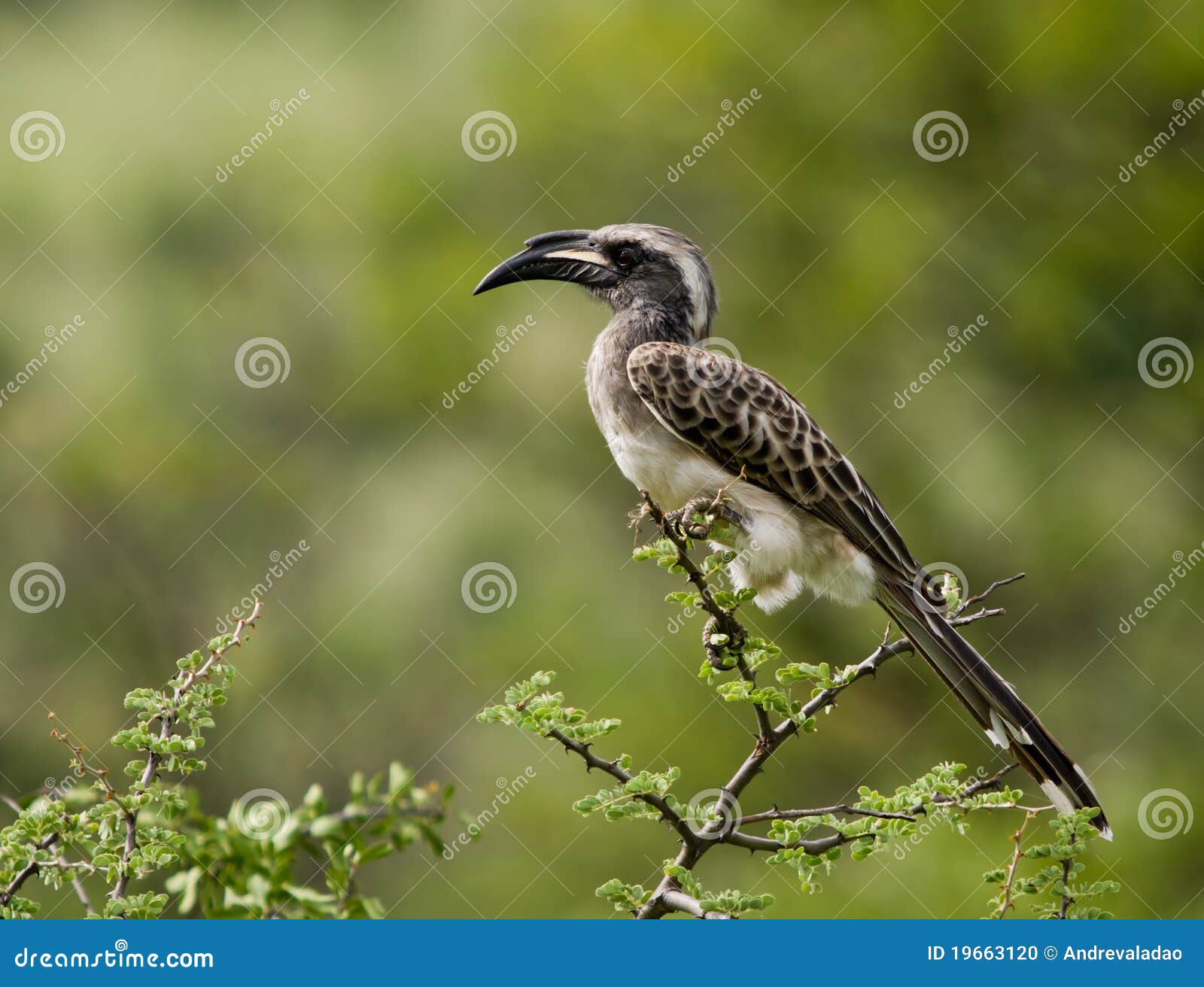 Grey Hornbill stock photo. Image of wild, bush, omnivore - 19663120