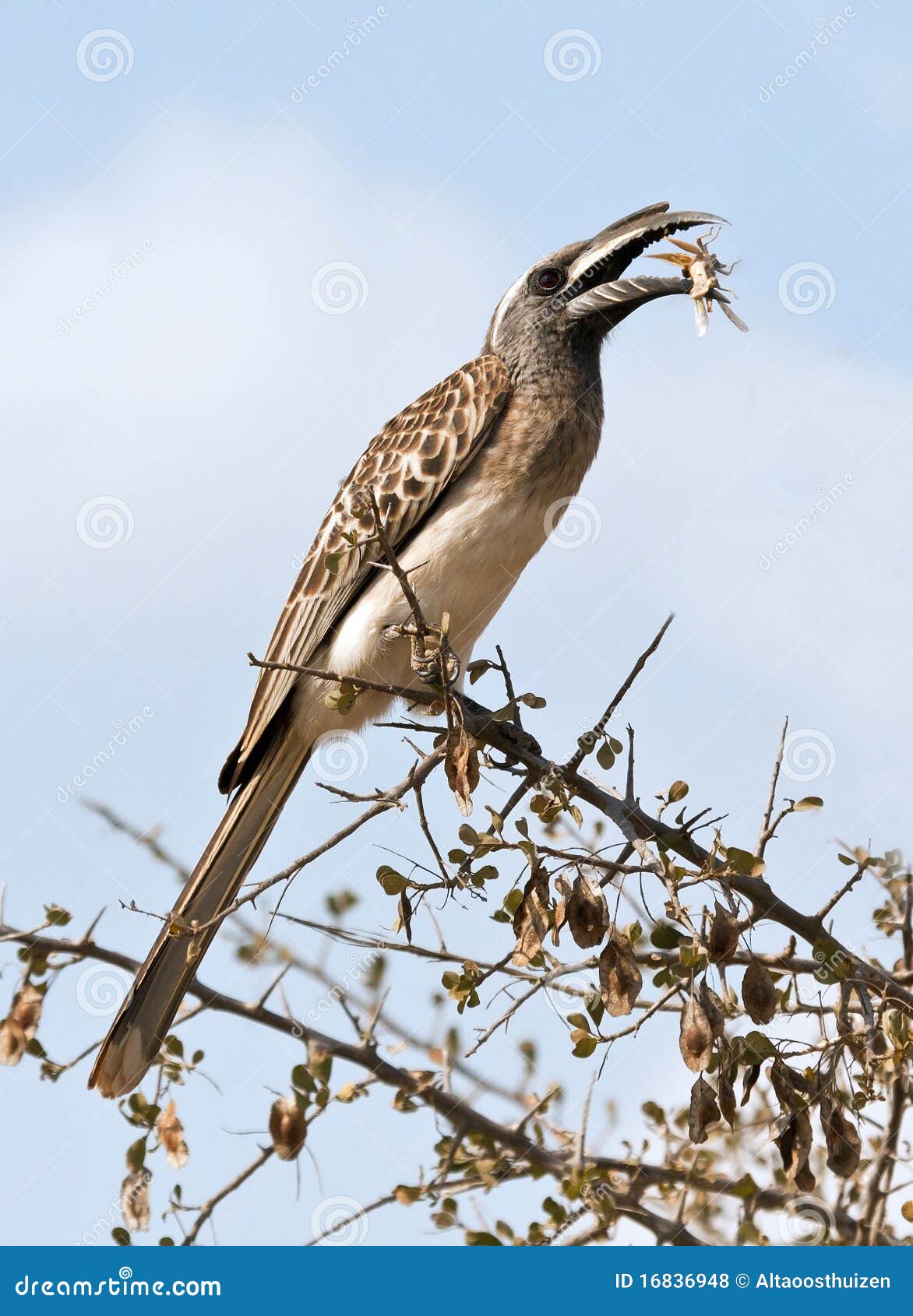 Grey Hornbill Eating Grasshopper Stock Photo - Image of feather ...