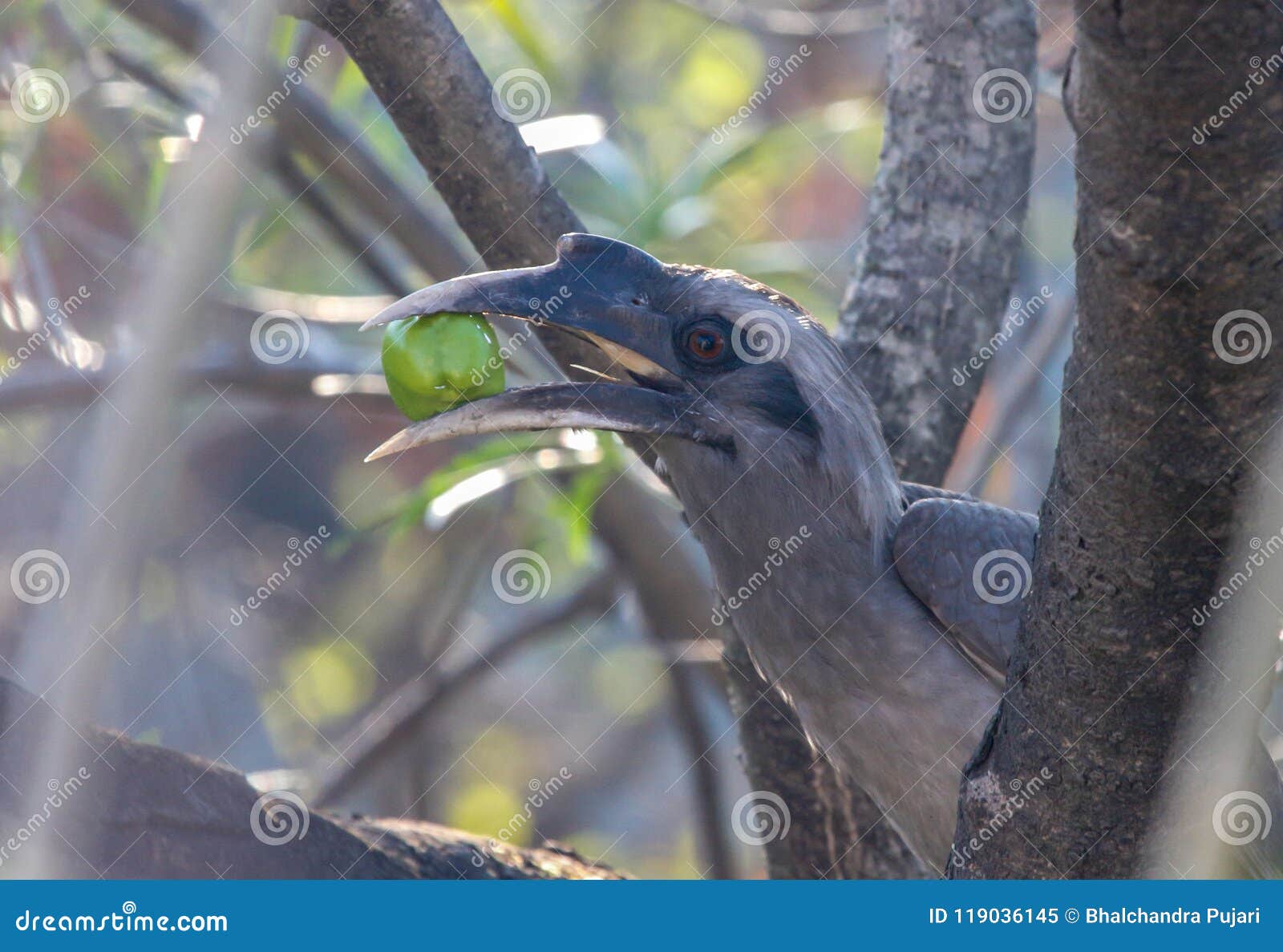 Grey Hornbills Indio Que Mastica La Fruta Imagen de archivo - Imagen de ...