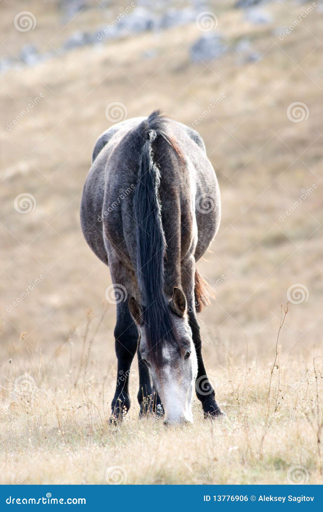 Grey hors stock photo. Image of horse, portrait, mare - 13776906