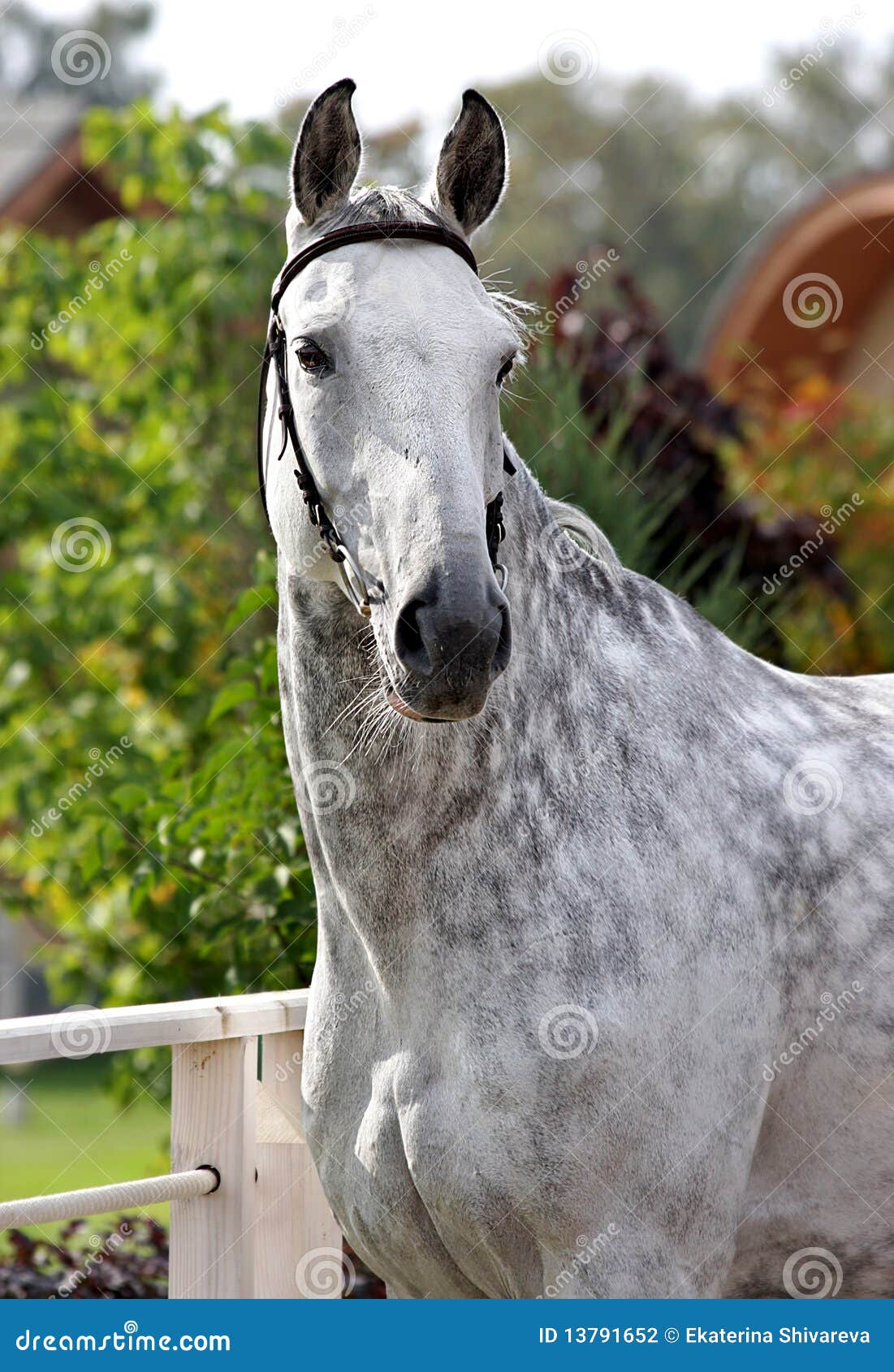 Grey horse stock photo. Image of arabia, green, horse - 13791652
