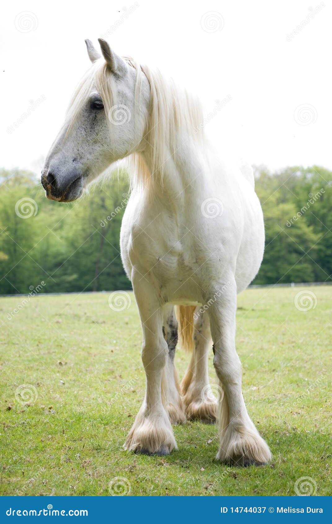 Grey horse stock image. Image of countryside, stables - 14744037