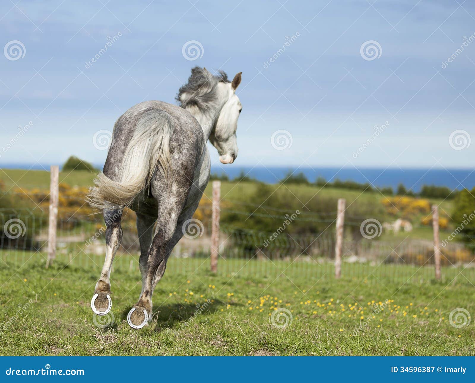Grey Horse Galloping Across a Green Meadow Stock Image - Image of ...