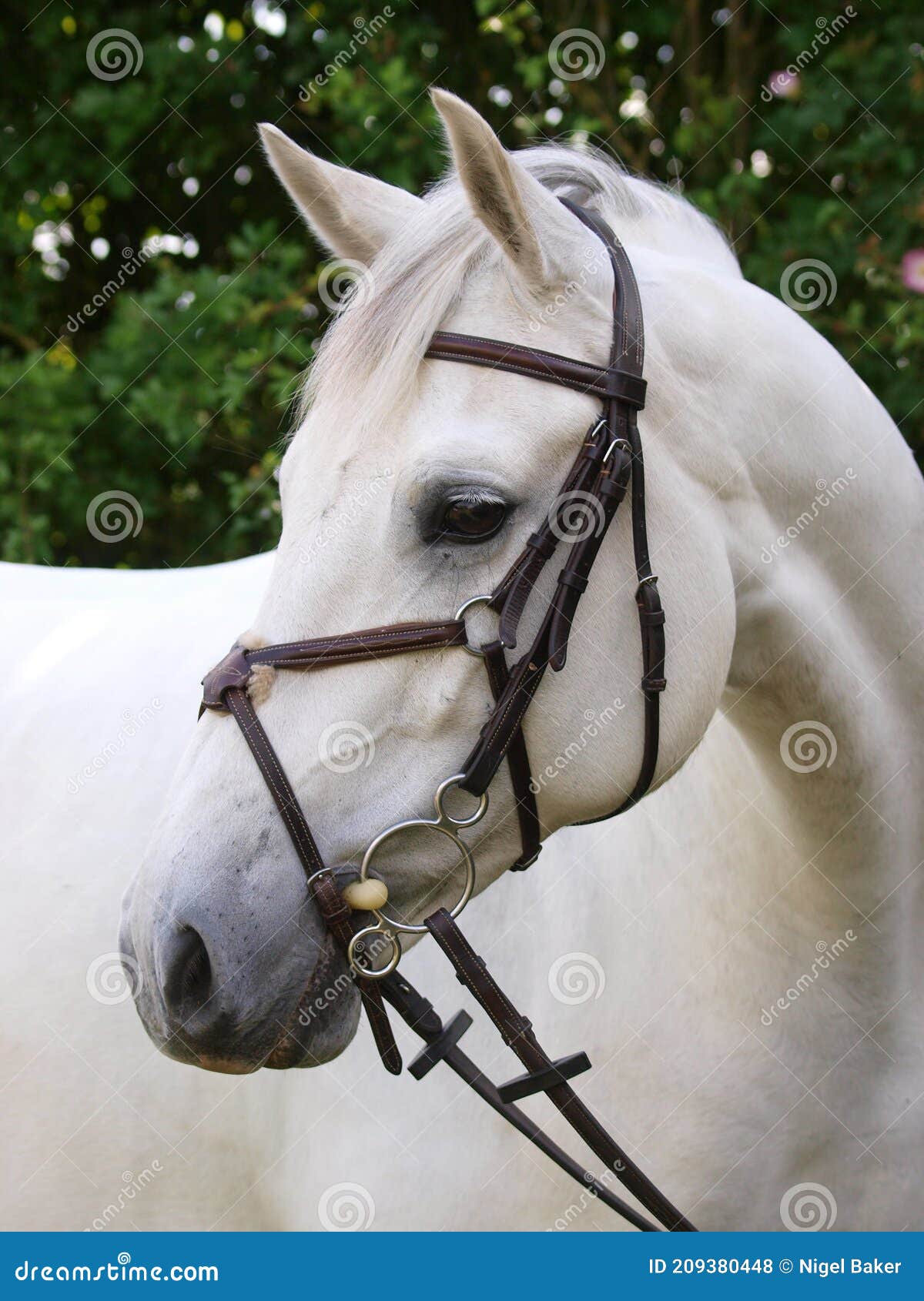 Grey Horse Headshot stock photo. Image of riding, horse - 209380448
