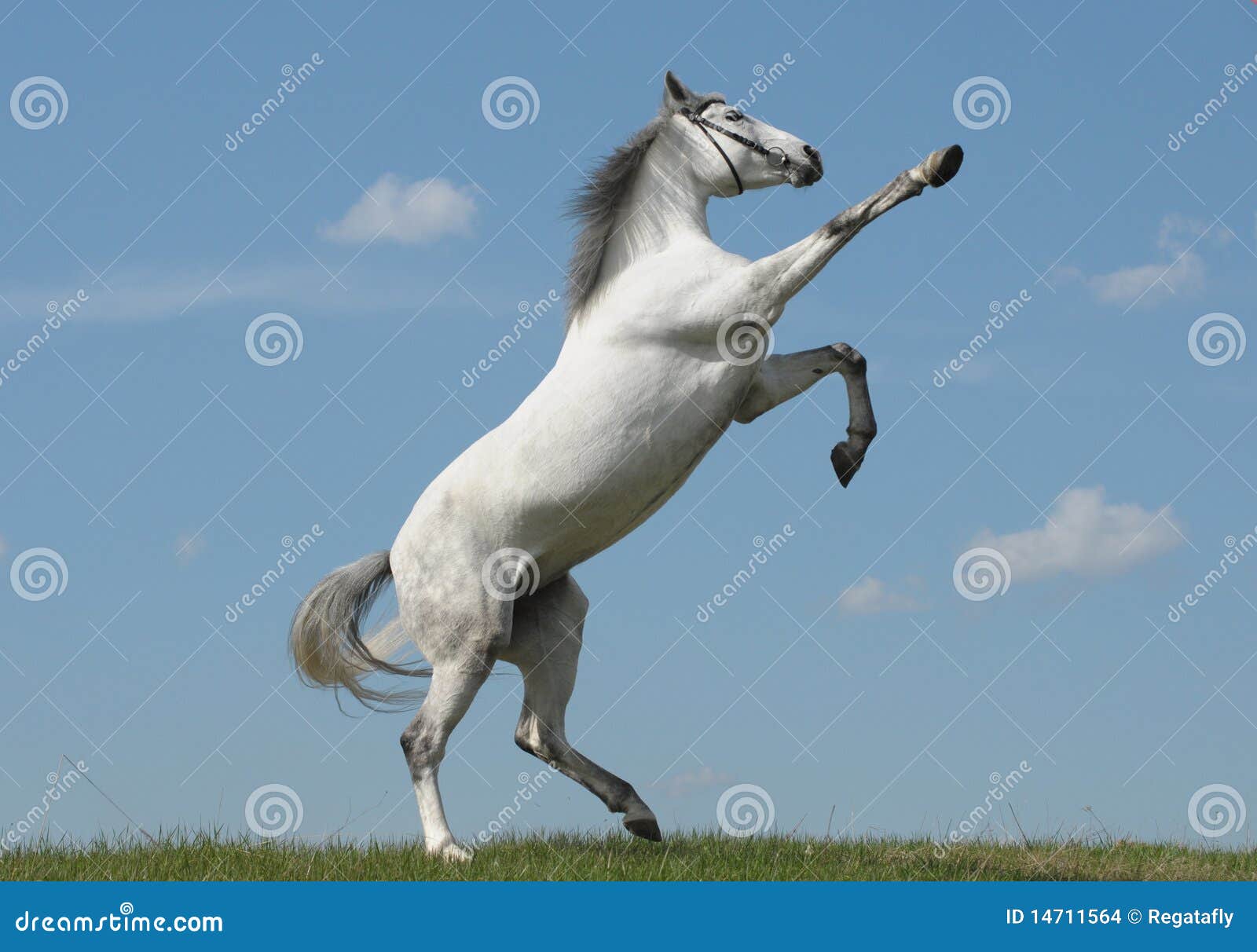 Grey horse rears stock photo. Image of blue, paul, bridle - 14711564
