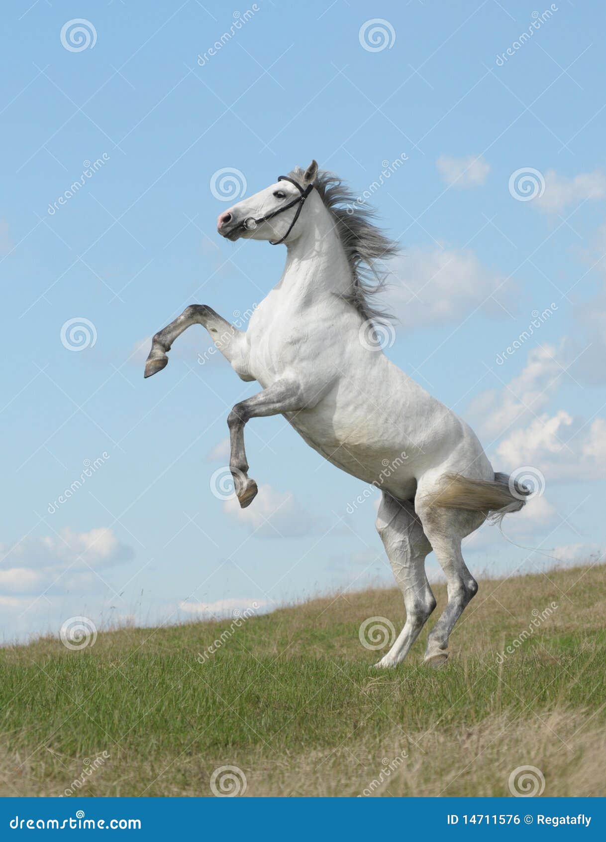 Grey horse rears stock photo. Image of nature, mare, grey - 14711576