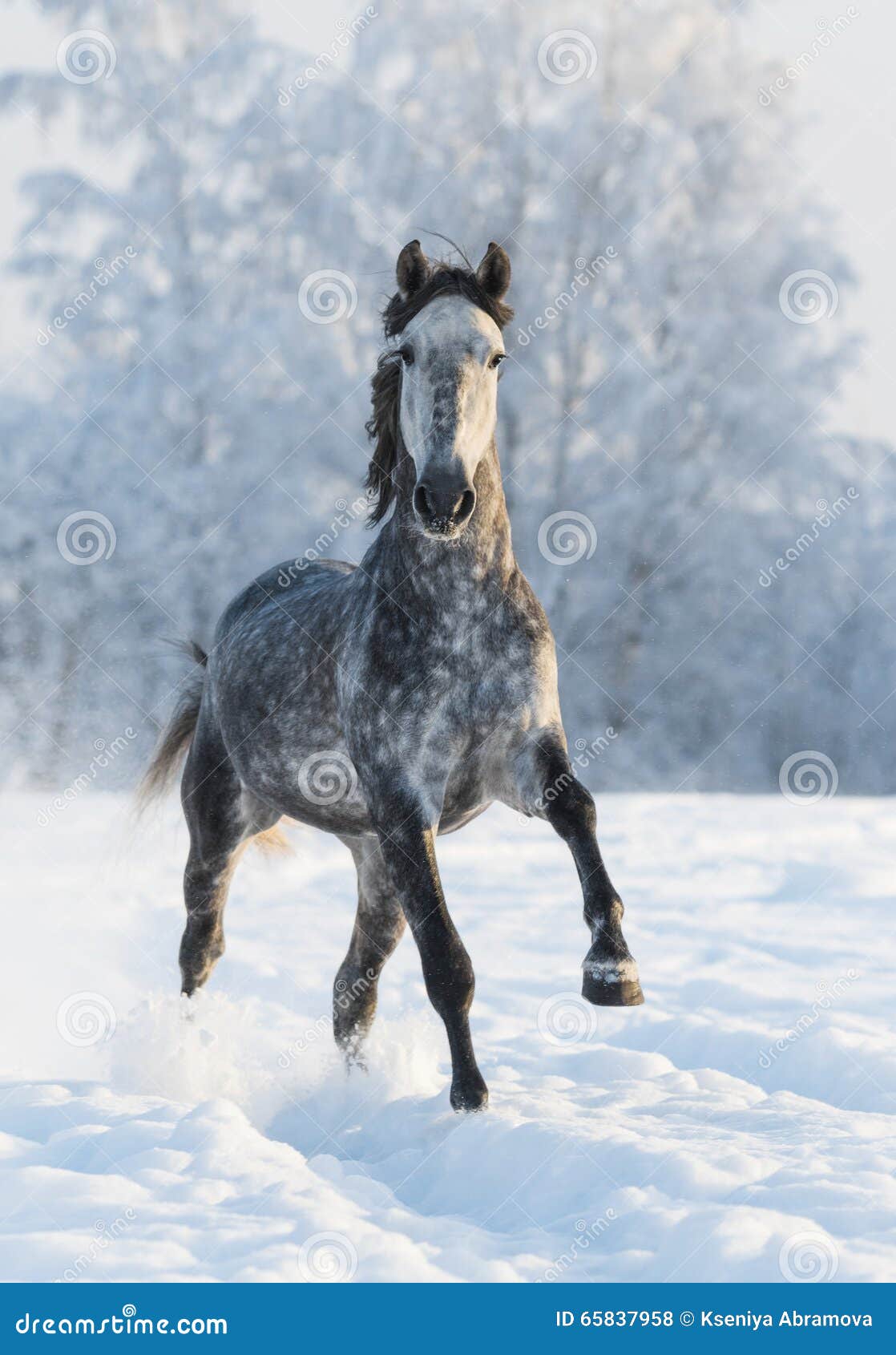 Grey Horse Run Gallop in Winter Stock Photo - Image of snowy, sunny ...