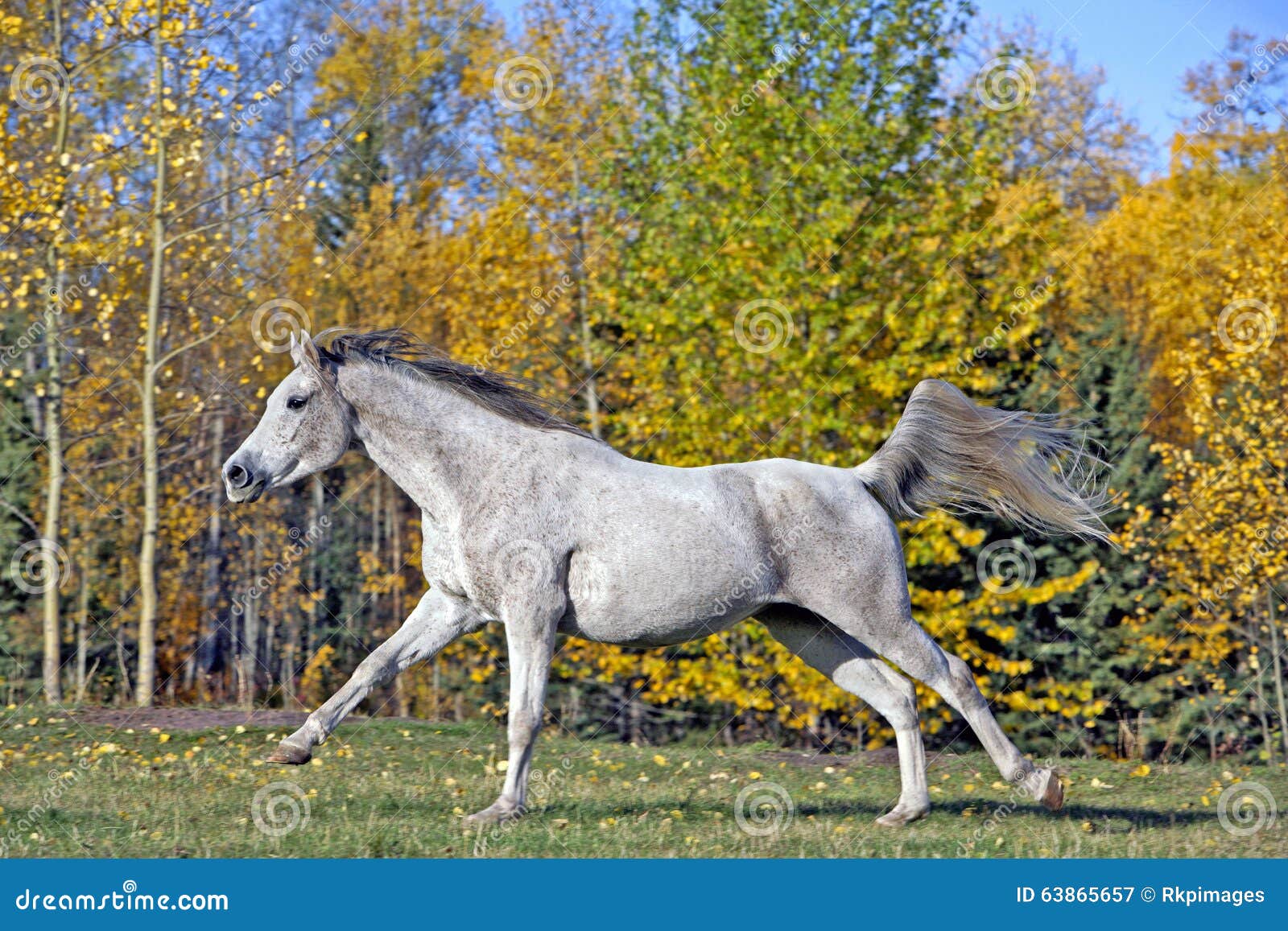 Grey Horse running stock image. Image of horses, grey - 63865657