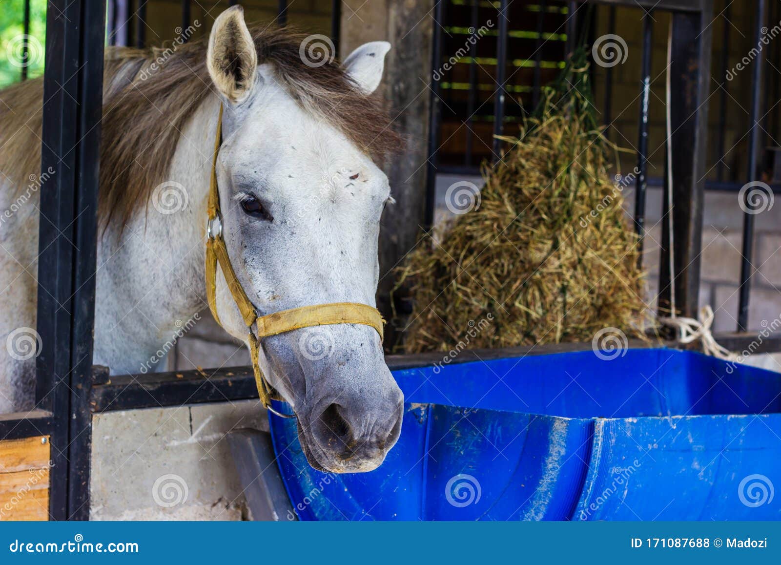 Grey horse in stable stock photo. Image of hobby, domestic - 171087688