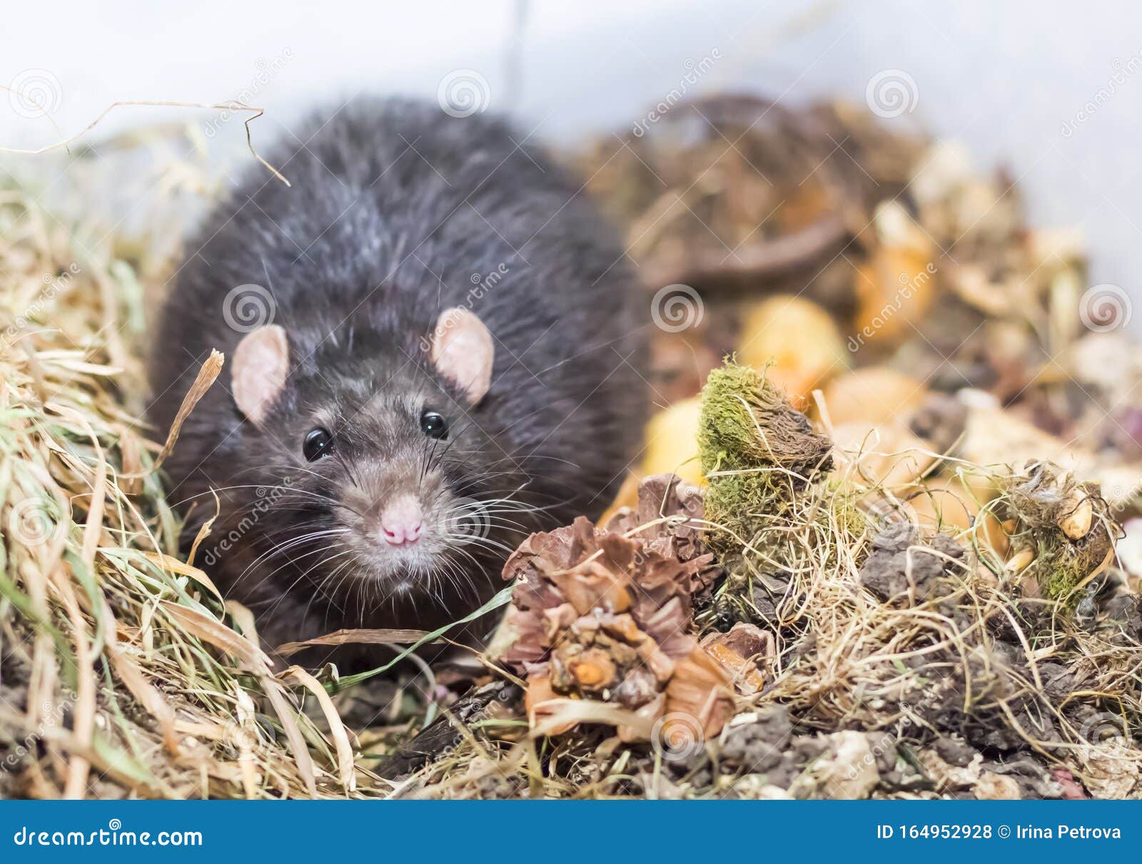 A Grey House Rat in an Enclosure Looks Directly at the Camera Stock ...