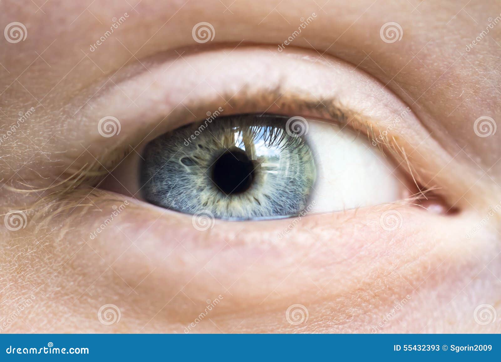 Grey human eye stock image. Image of skin, reflection - 55432393