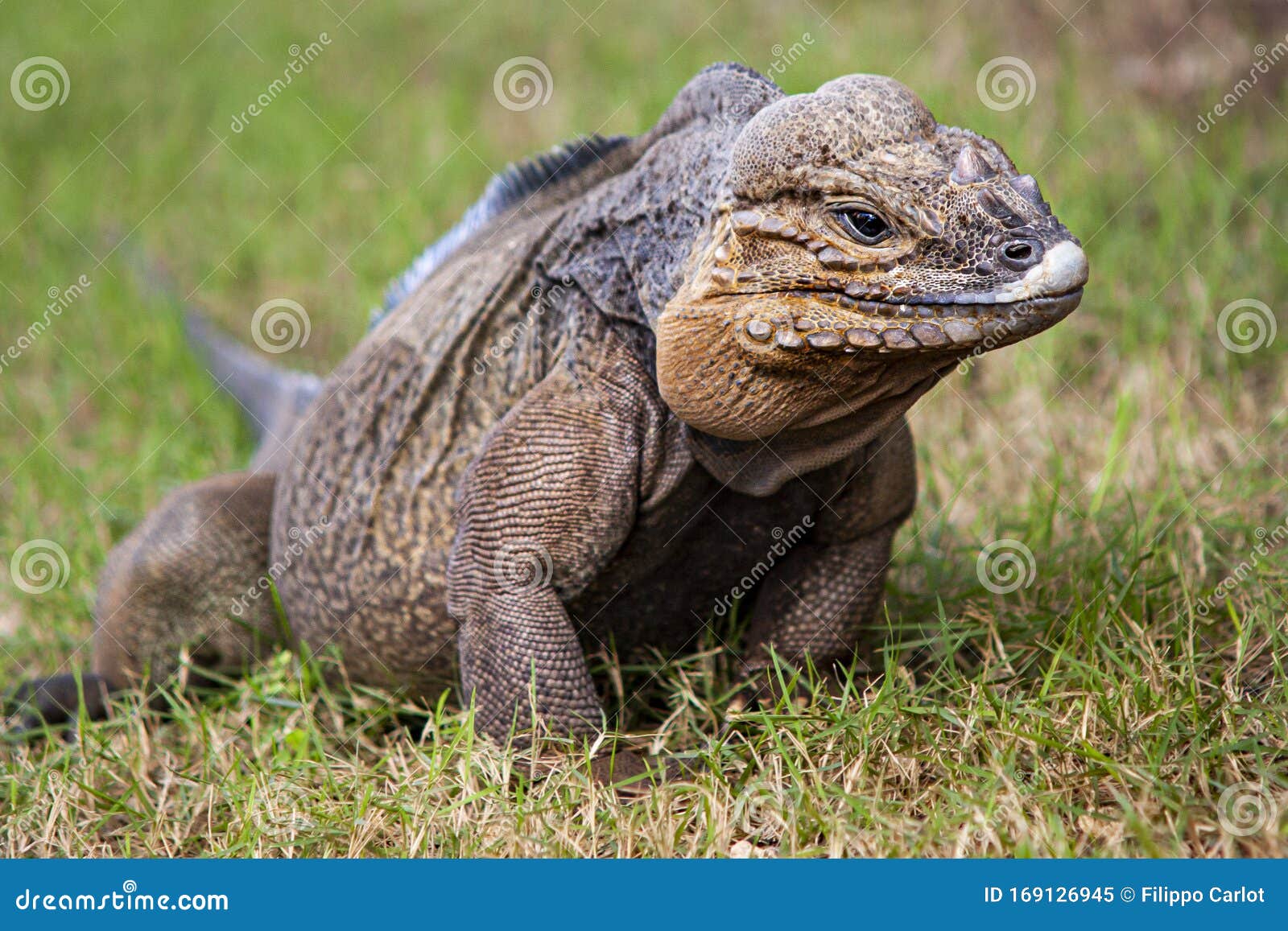 Grey Iguana in Dominican Republic 3 Stock Image - Image of close ...