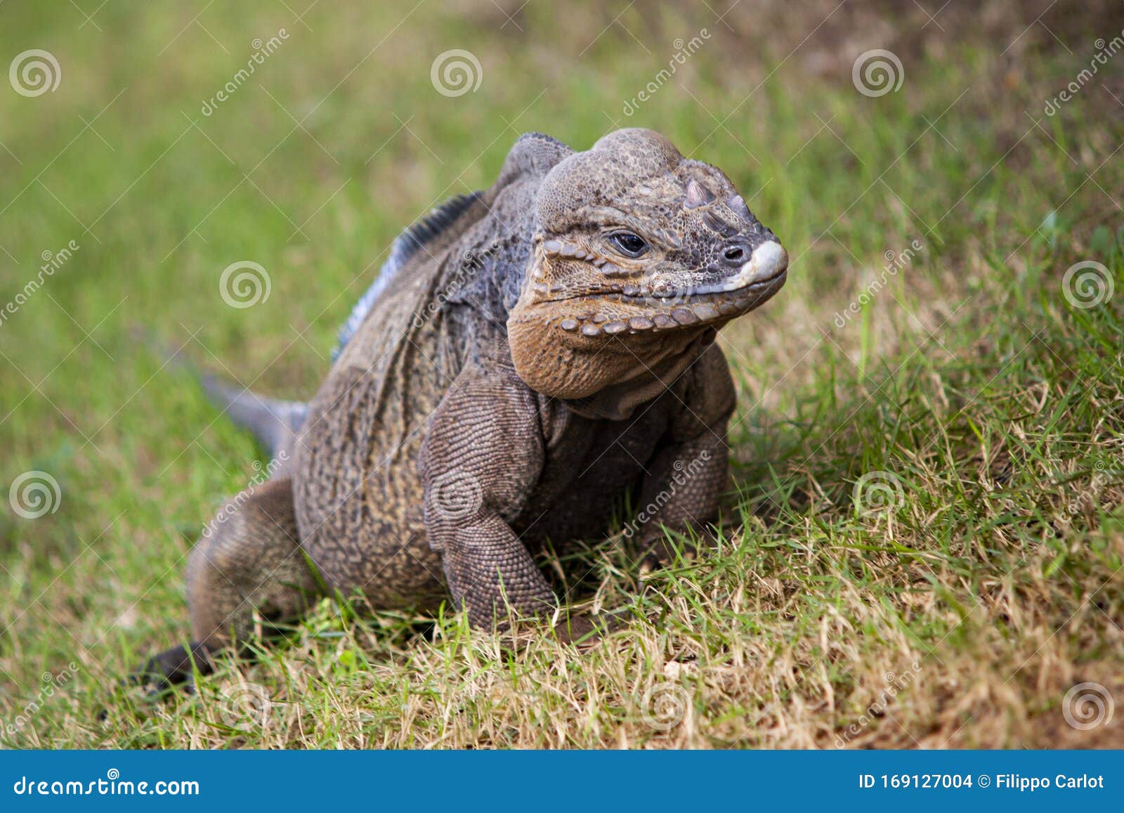 Grey Iguana in Dominican Republic Stock Photo - Image of closeup ...