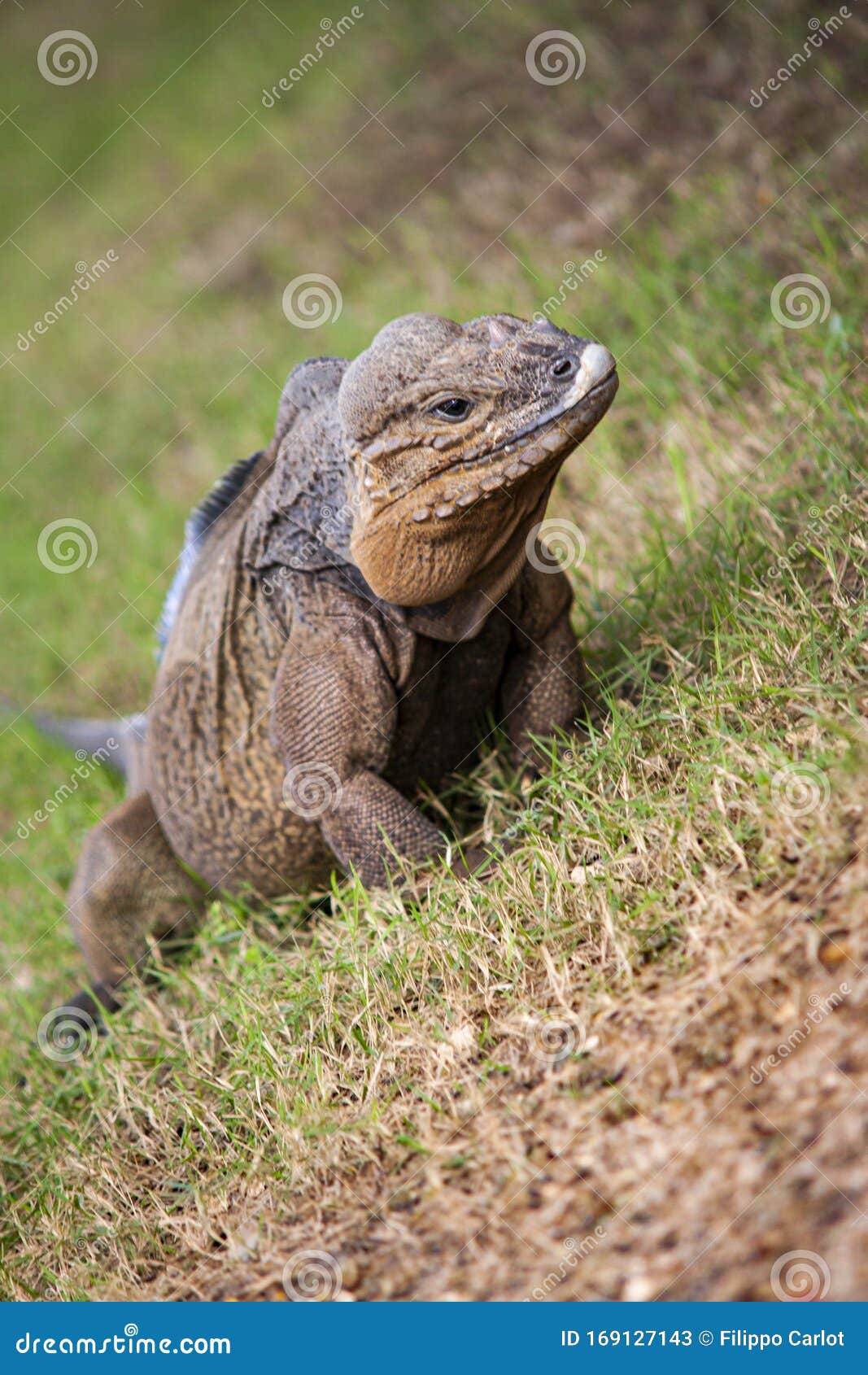 Grey Iguana in Dominican Republic 4 Stock Image - Image of fauna ...