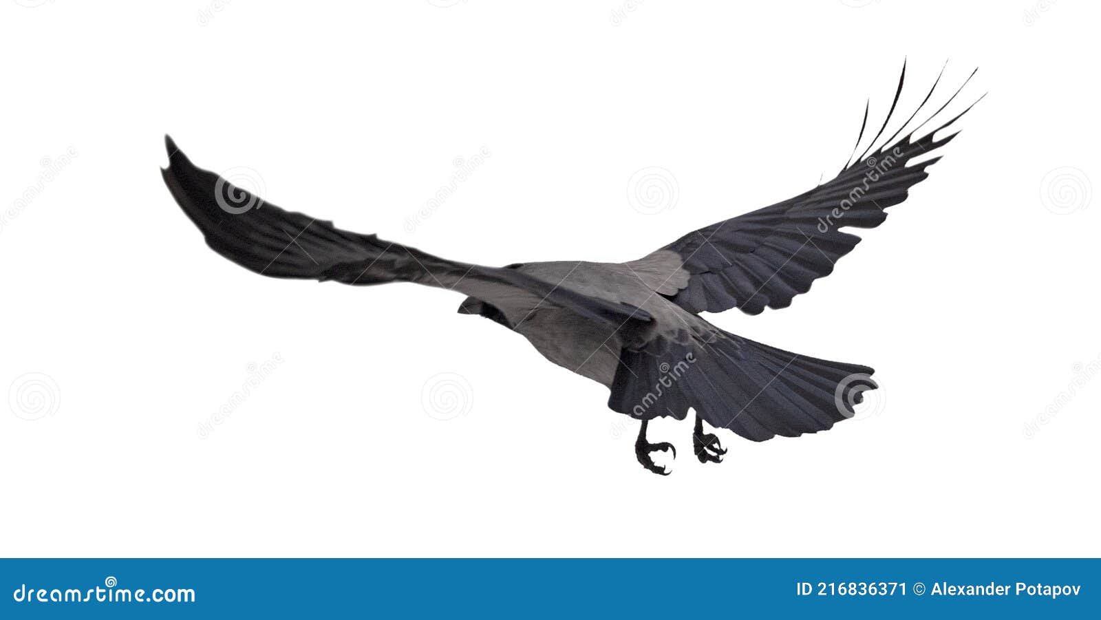 Crow Flying Away Drawing