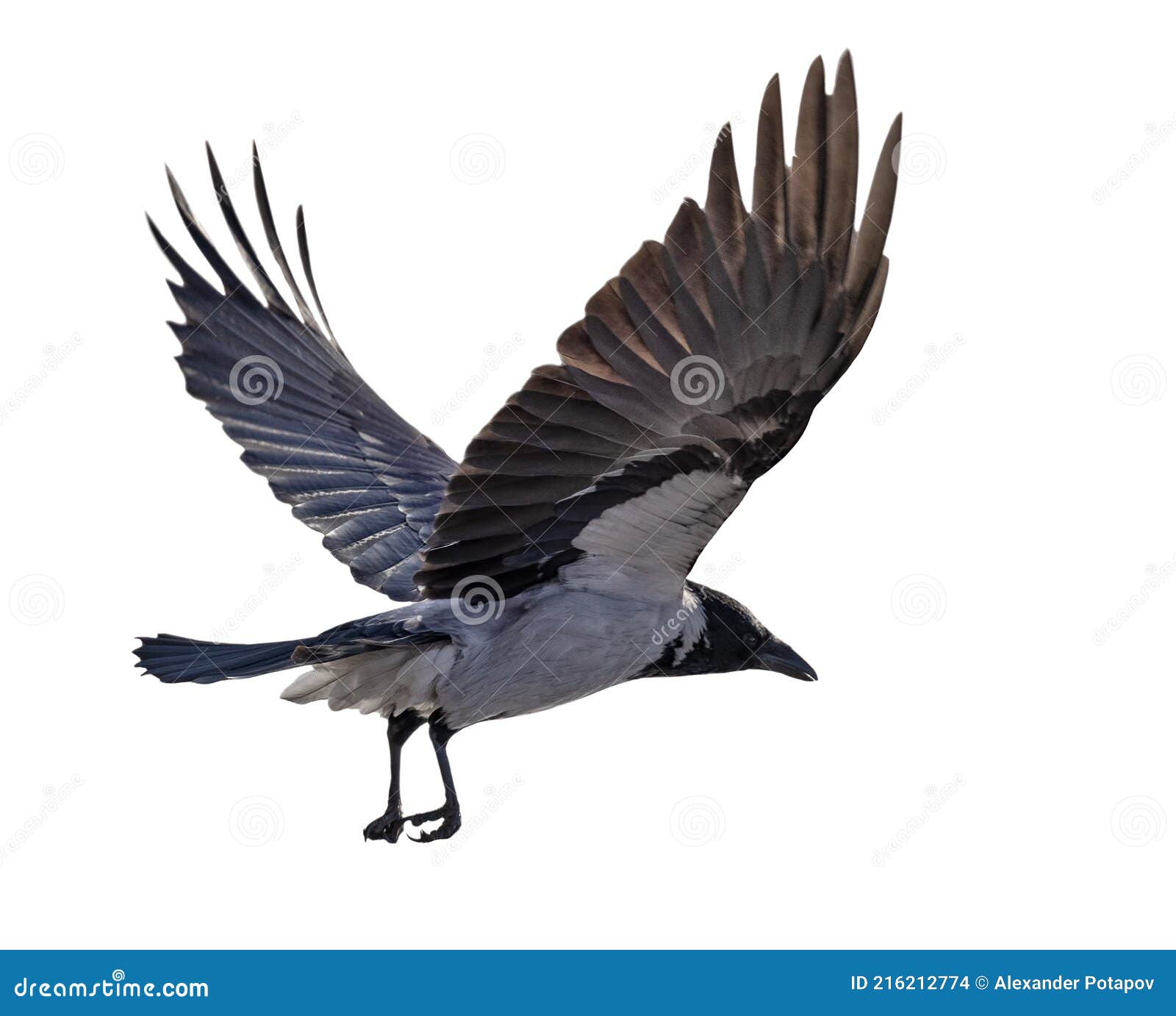 Grey Isolated on White Large Crow Flight Stock Photo - Image of crow ...
