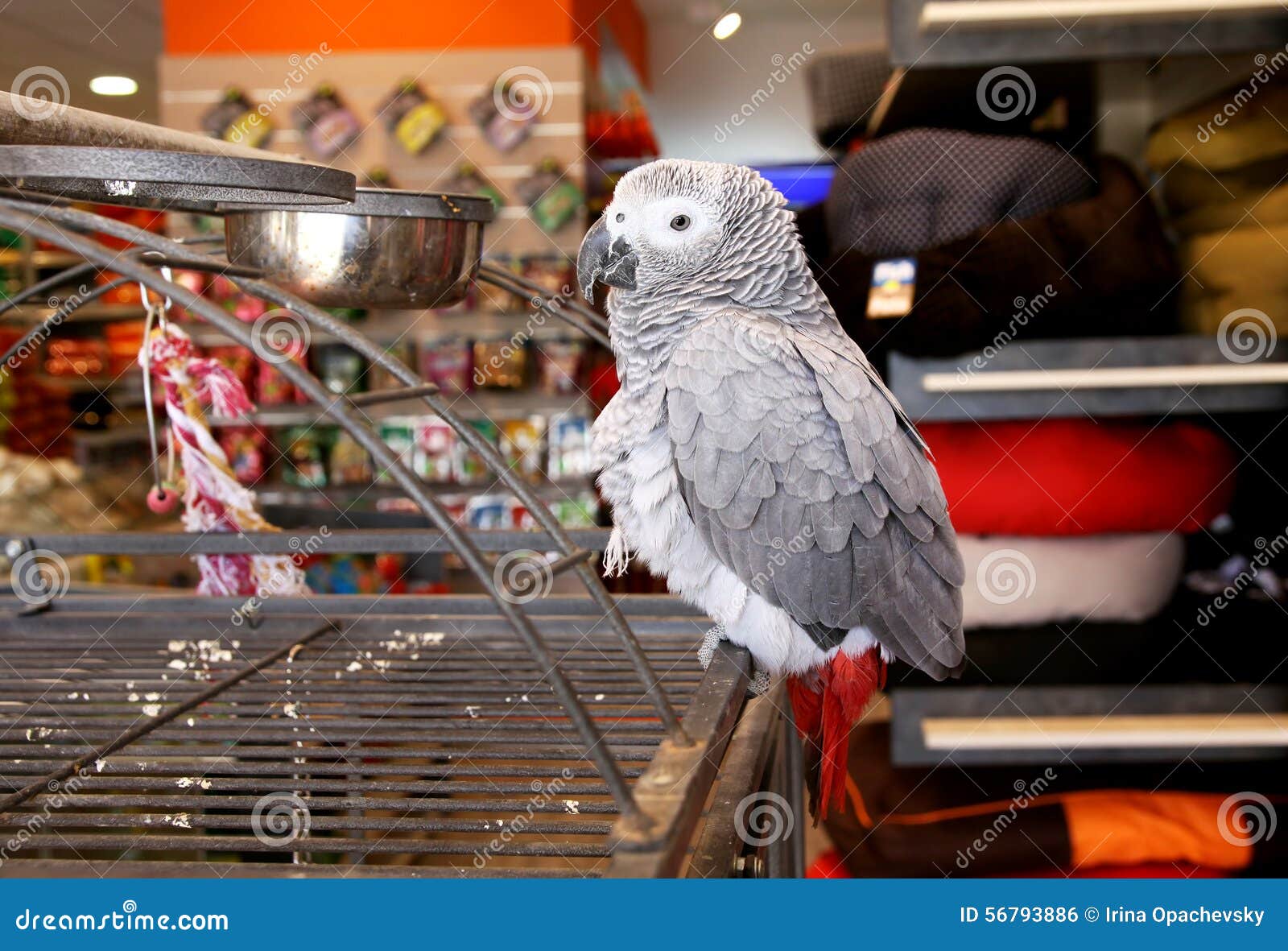 178 Jaco Parrot Photos - Free & Royalty-Free Stock Photos from Dreamstime