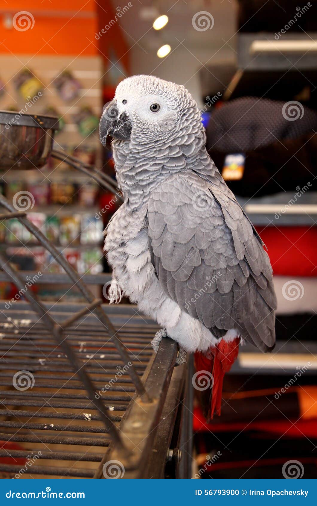 Grey Jaco Parrot stock photo. Image of fauna, animal - 56793900