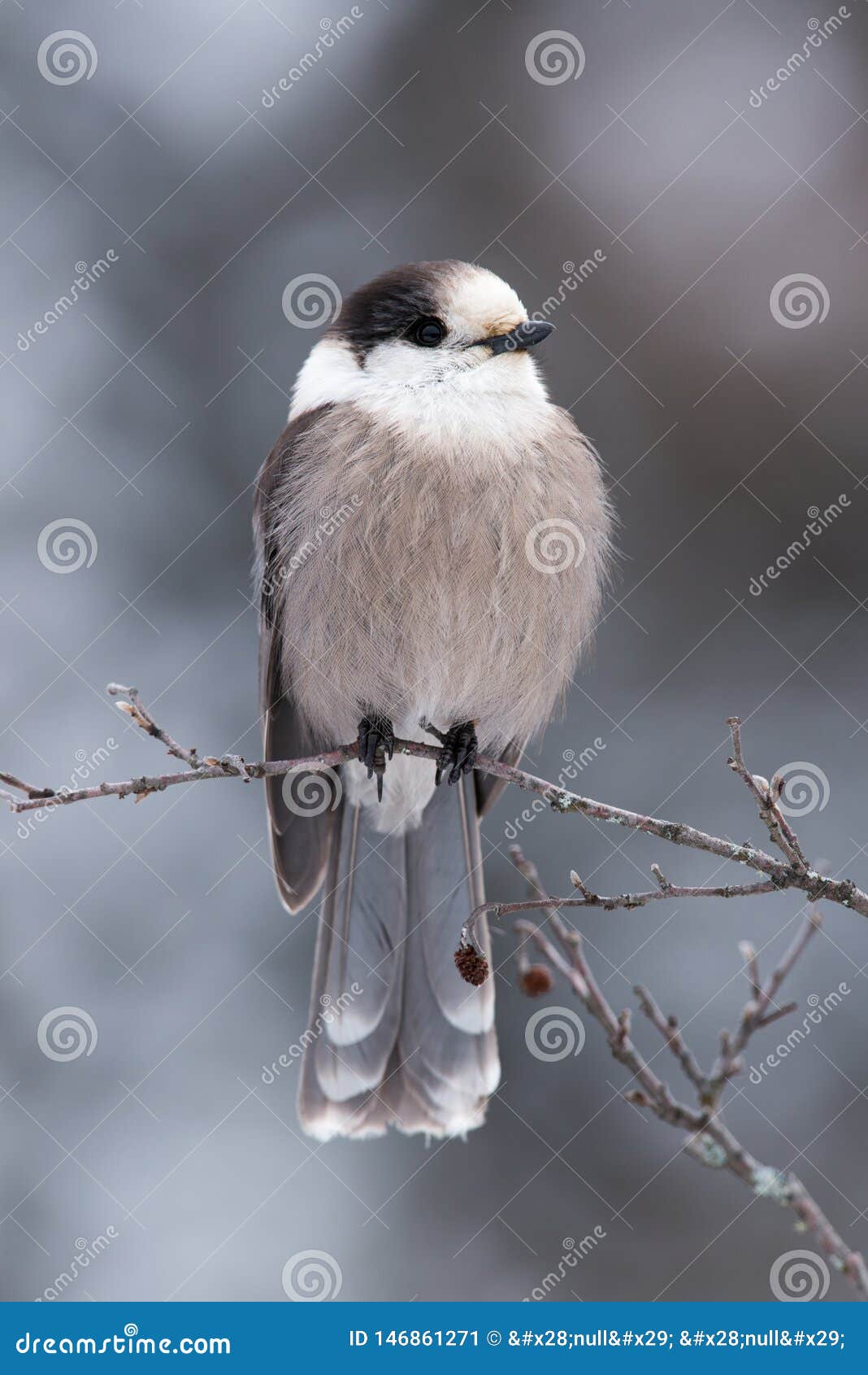 Grey Jay Perched on a Tree Branch Stock Image - Image of algonquin ...