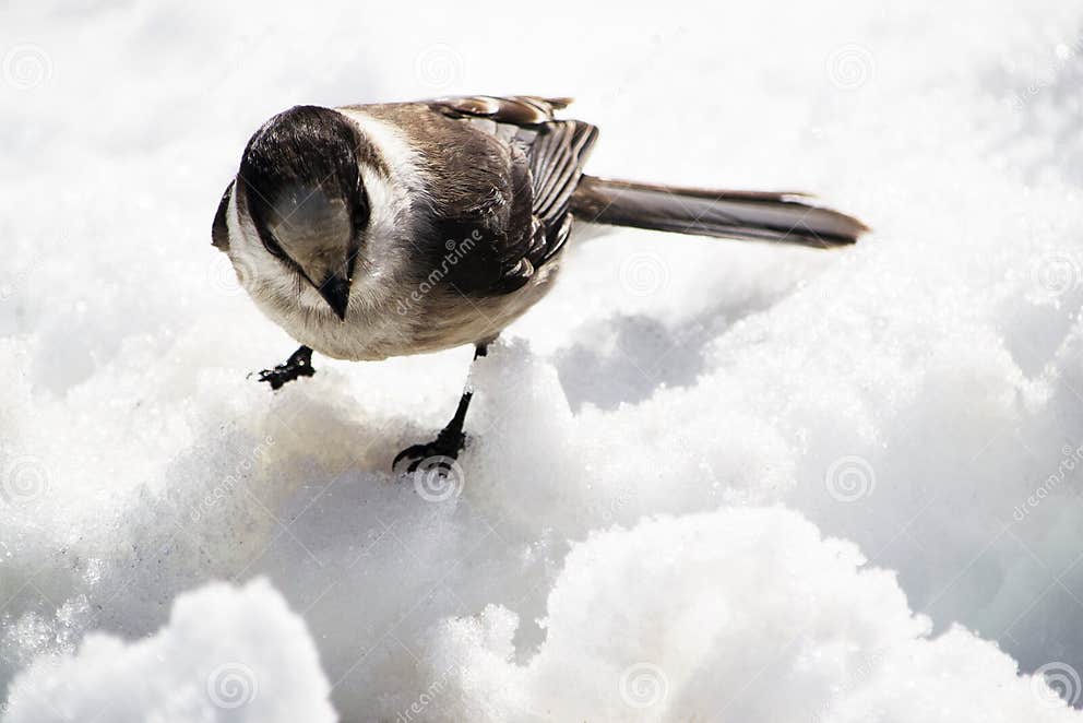 Grey Jay in the Melting Snow Stock Photo - Image of beak, feet: 85233386