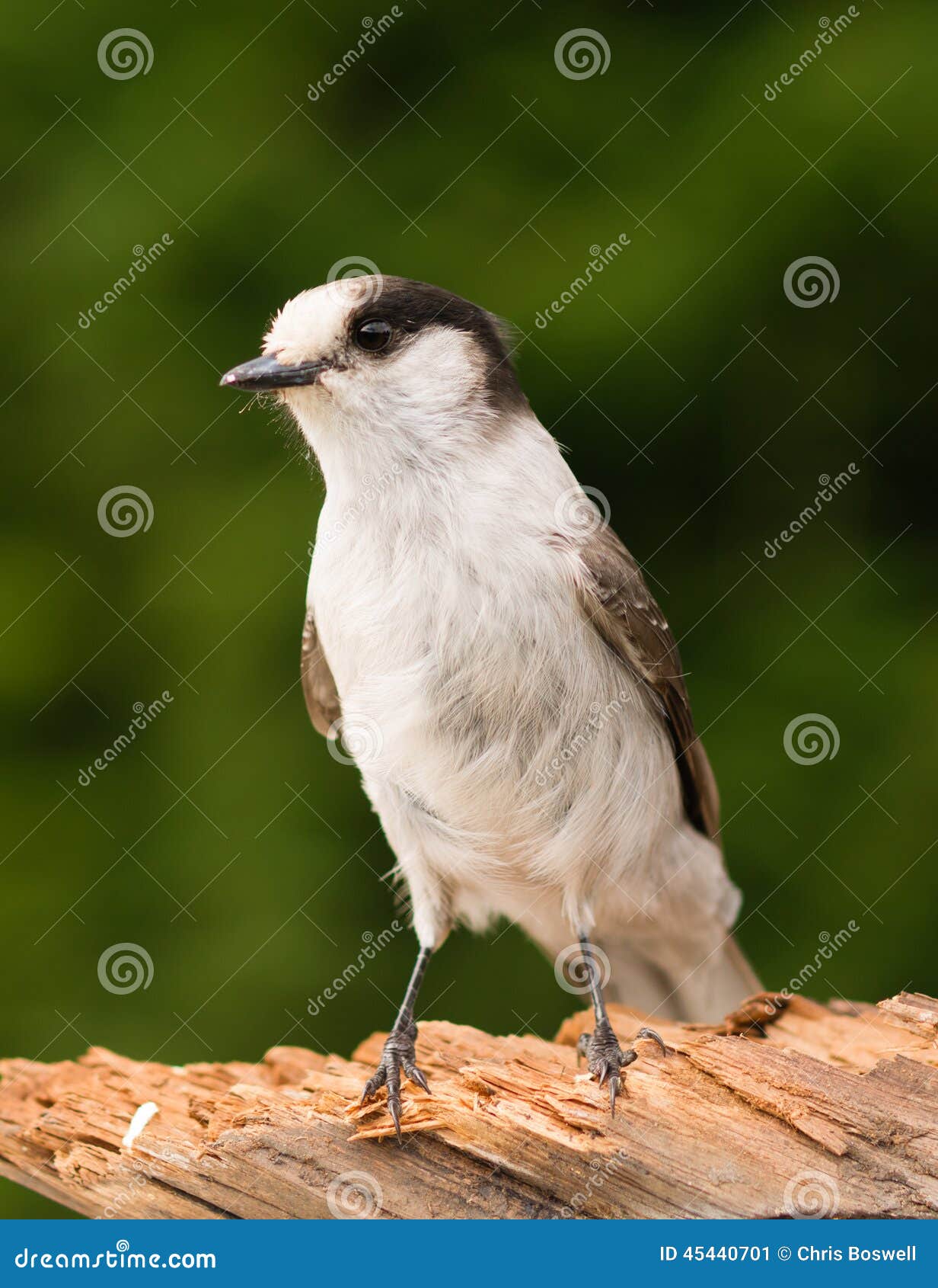Grey Jay Whiskey Jack Bird Watching Animal Wildlife Stock Image - Image ...