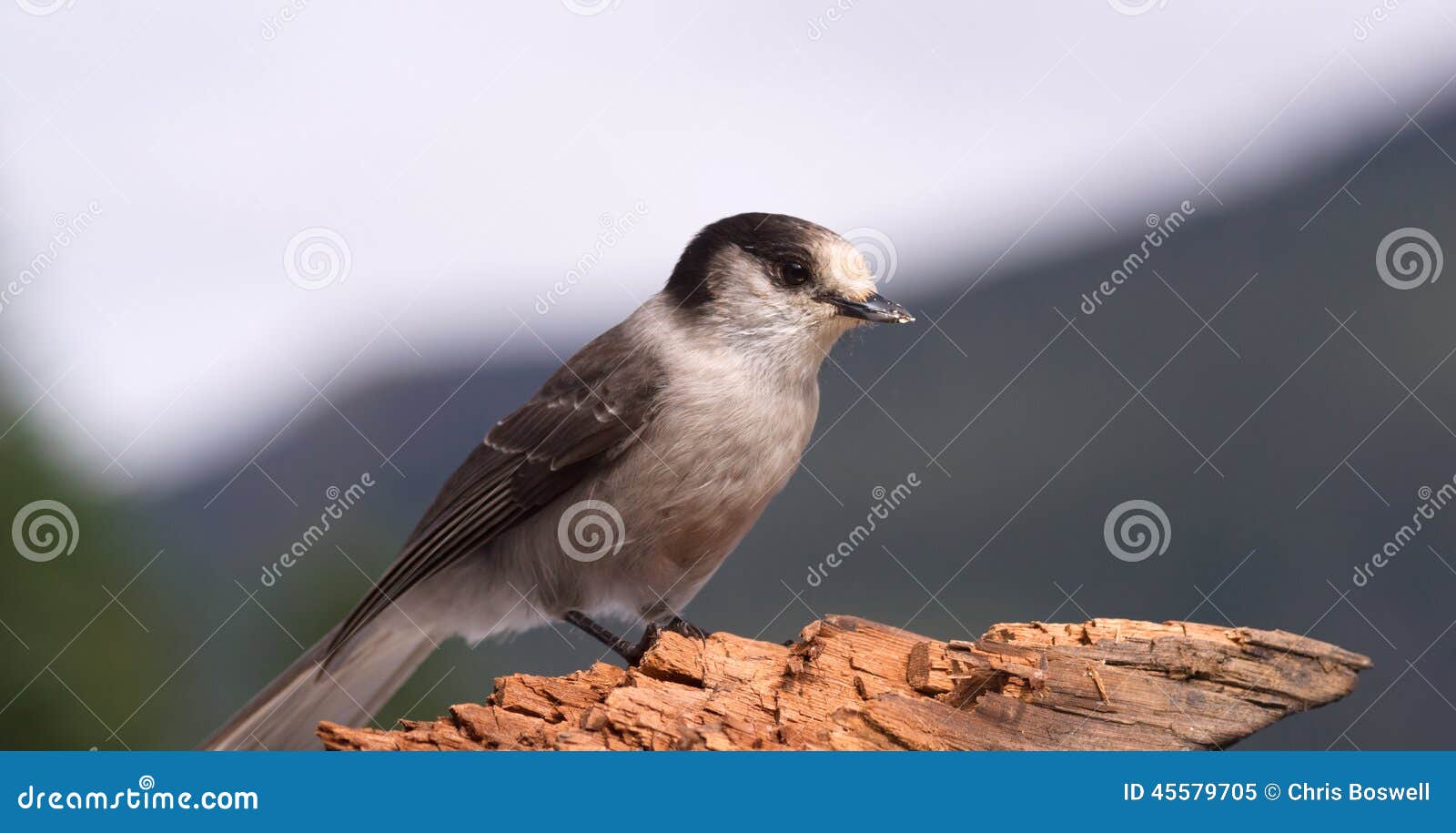 Grey Jay Whiskey Jack Bird Watching Animal Wildlife Stock Image - Image ...