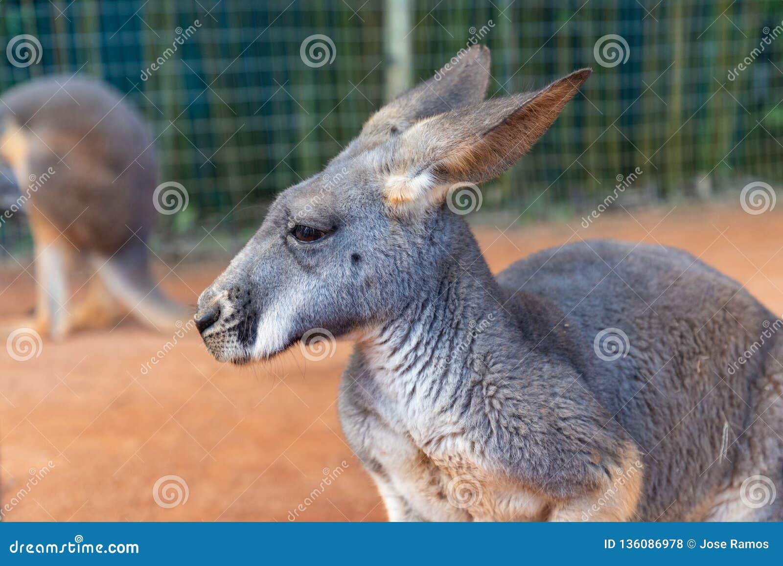 Grey Kangaroo in Side Profile Stock Photo - Image of kangaroo, wildlife ...