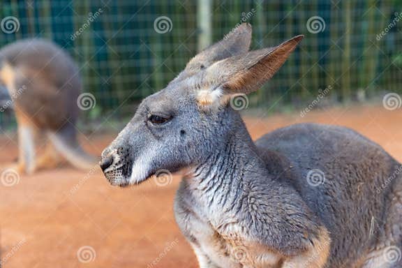 Grey Kangaroo in Side Profile Stock Photo - Image of kangaroo, wildlife ...