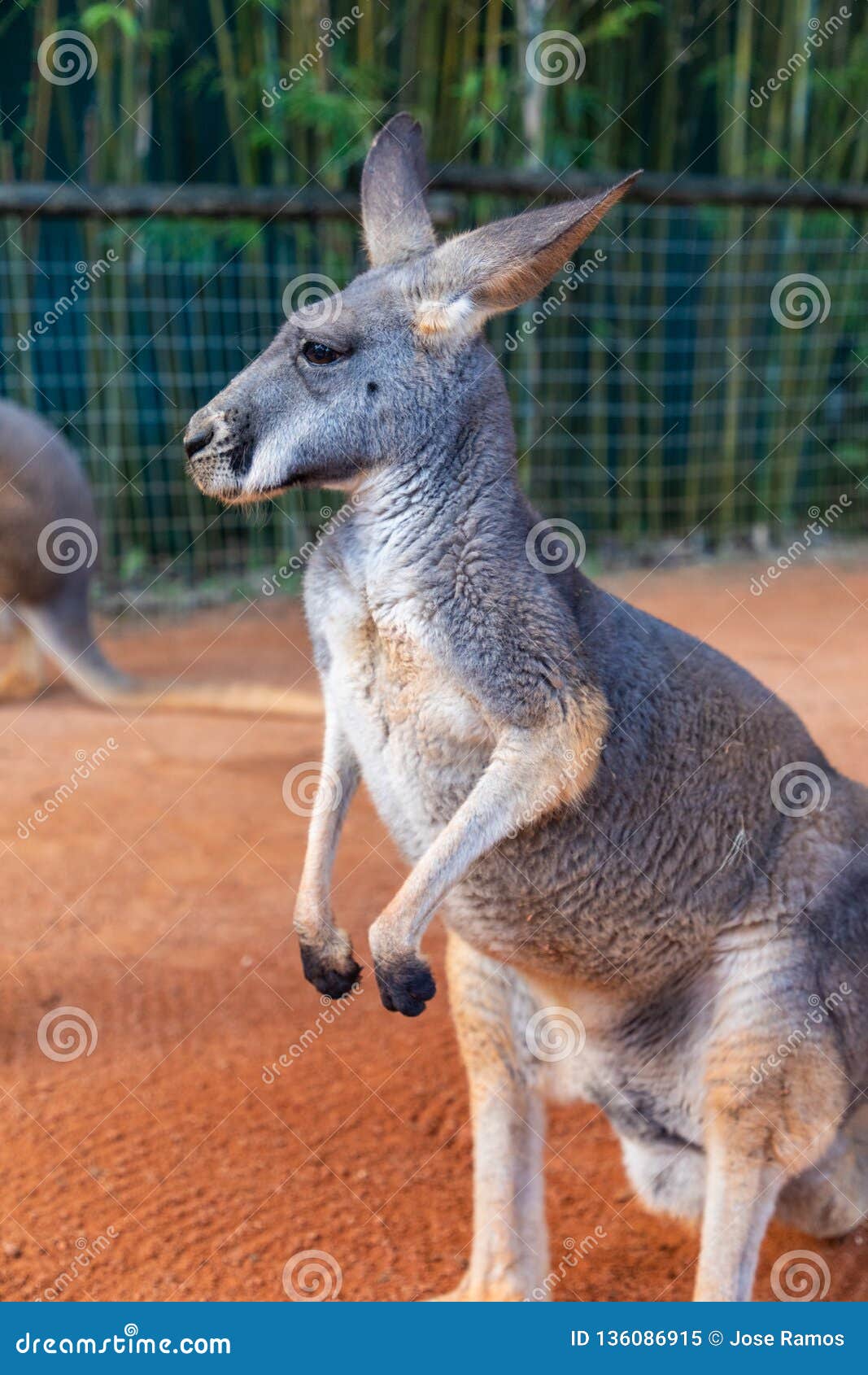 Grey Kangaroo in Side Profile Left Stock Image - Image of fauna, dirt ...