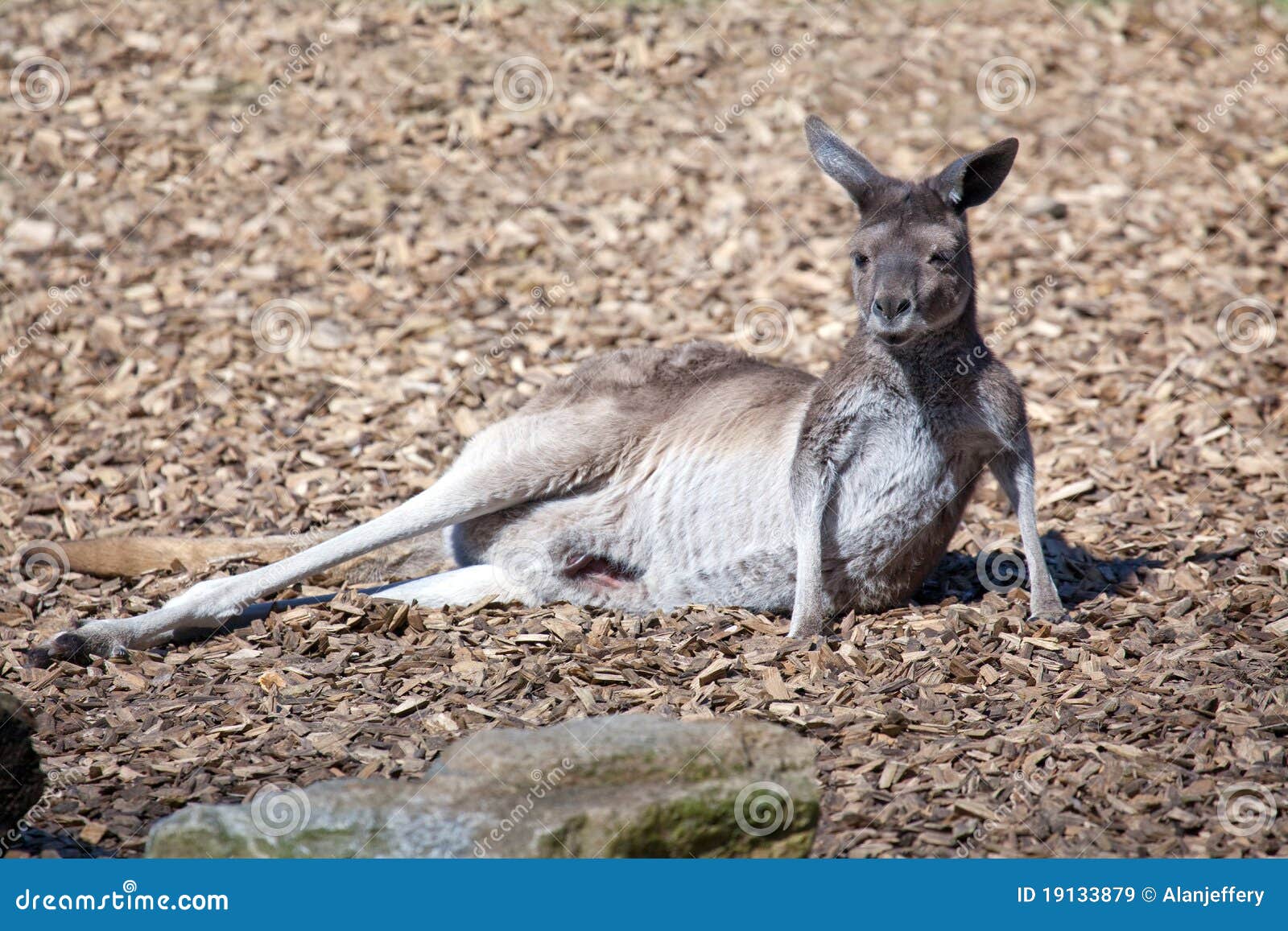 Grey Kangaroo Relaxing in the Sun Stock Image - Image of wildlife ...
